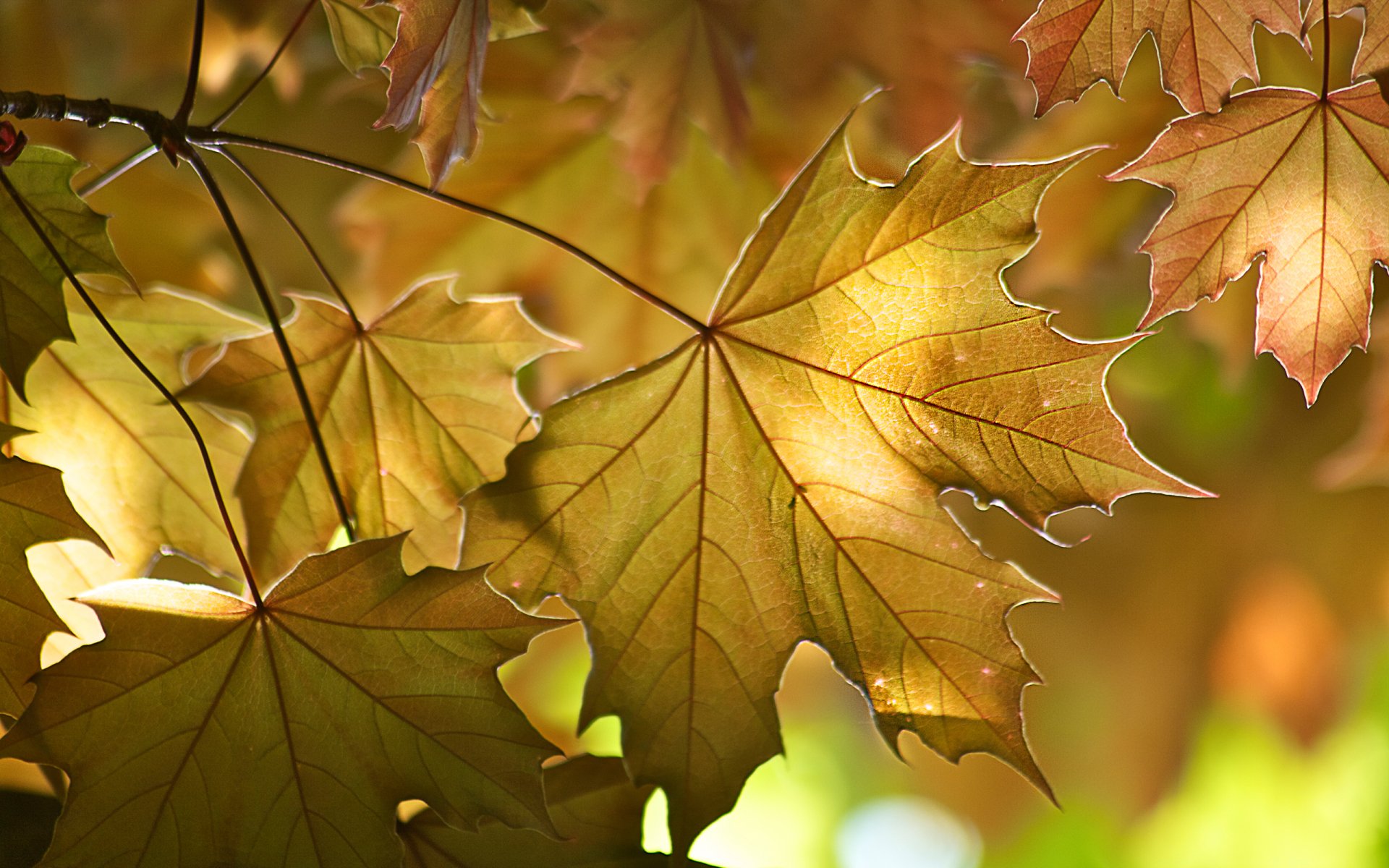 Download Nature Leaf HD Wallpaper | 2560x1600 | Wallpaper Abyss