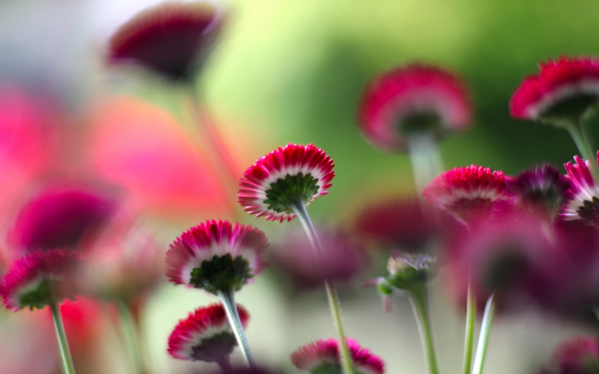 Nature Flower HD Wallpaper