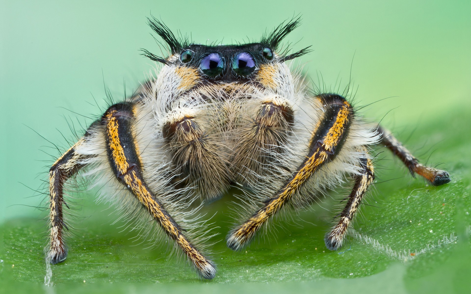 Download Jumping Spider Animal Spider HD Wallpaper