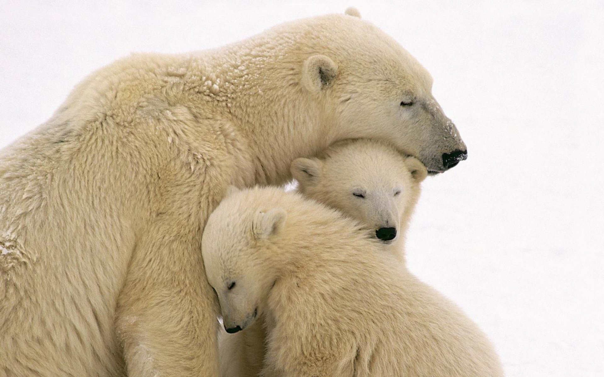 HD Polar Bear Family Embrace - Majestic Arctic Wildlife | 2560x1600 ...