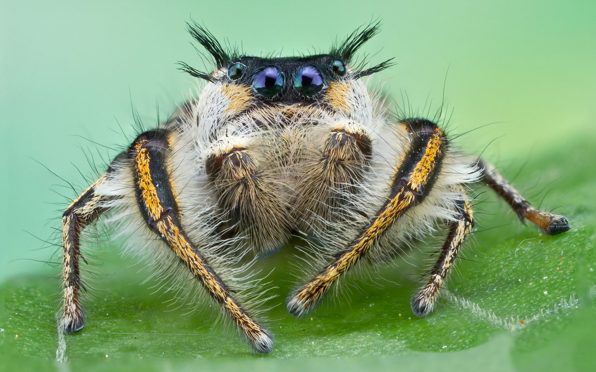 Download Jumping Spider Animal Spider HD Wallpaper