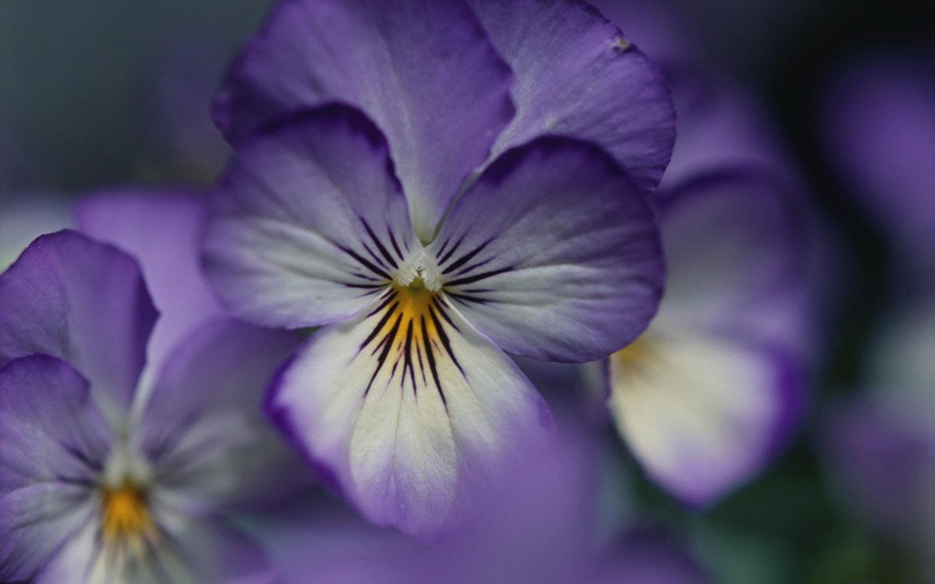 Download Purple Flower Flower Nature Pansy HD Wallpaper | 1920x1200 ...