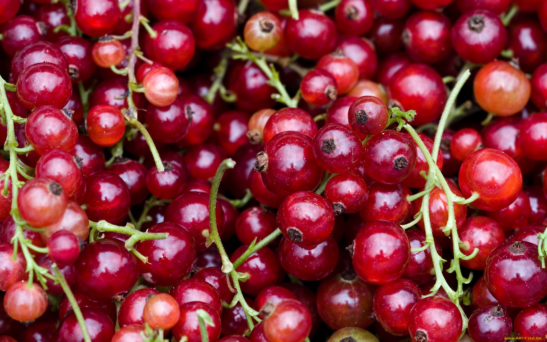 Download Food Currants HD Wallpaper