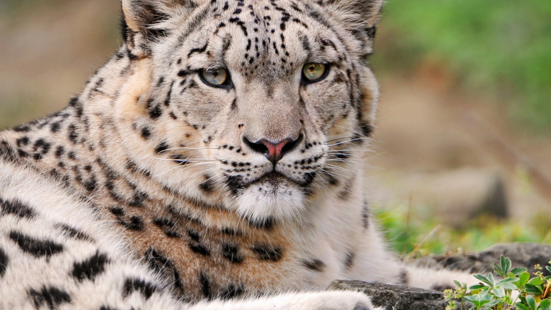 Majestic Snow Leopard HD Wallpaper: Wilderness Elegance in Every Detail