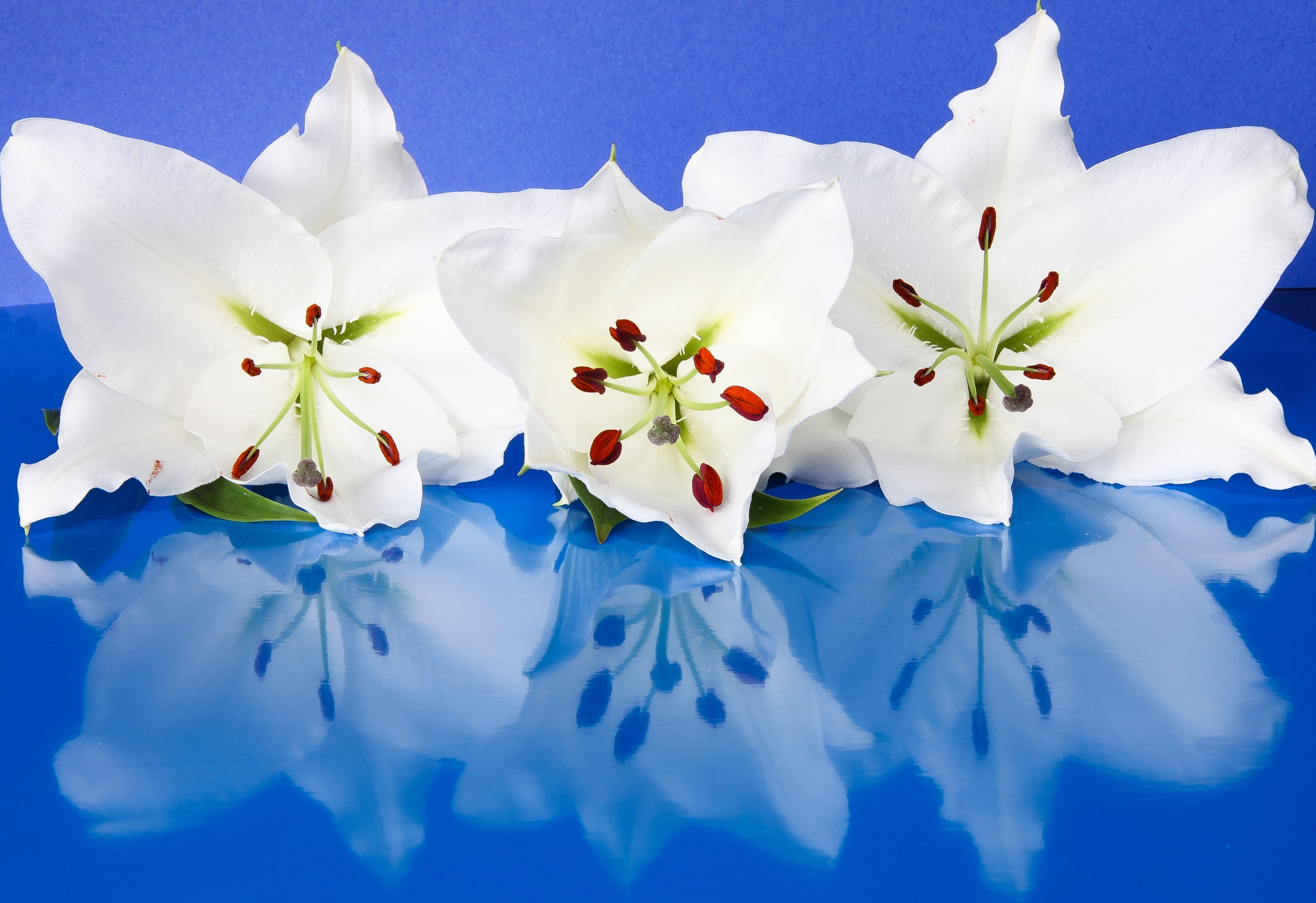 Download Flower Nature Lily HD Wallpaper