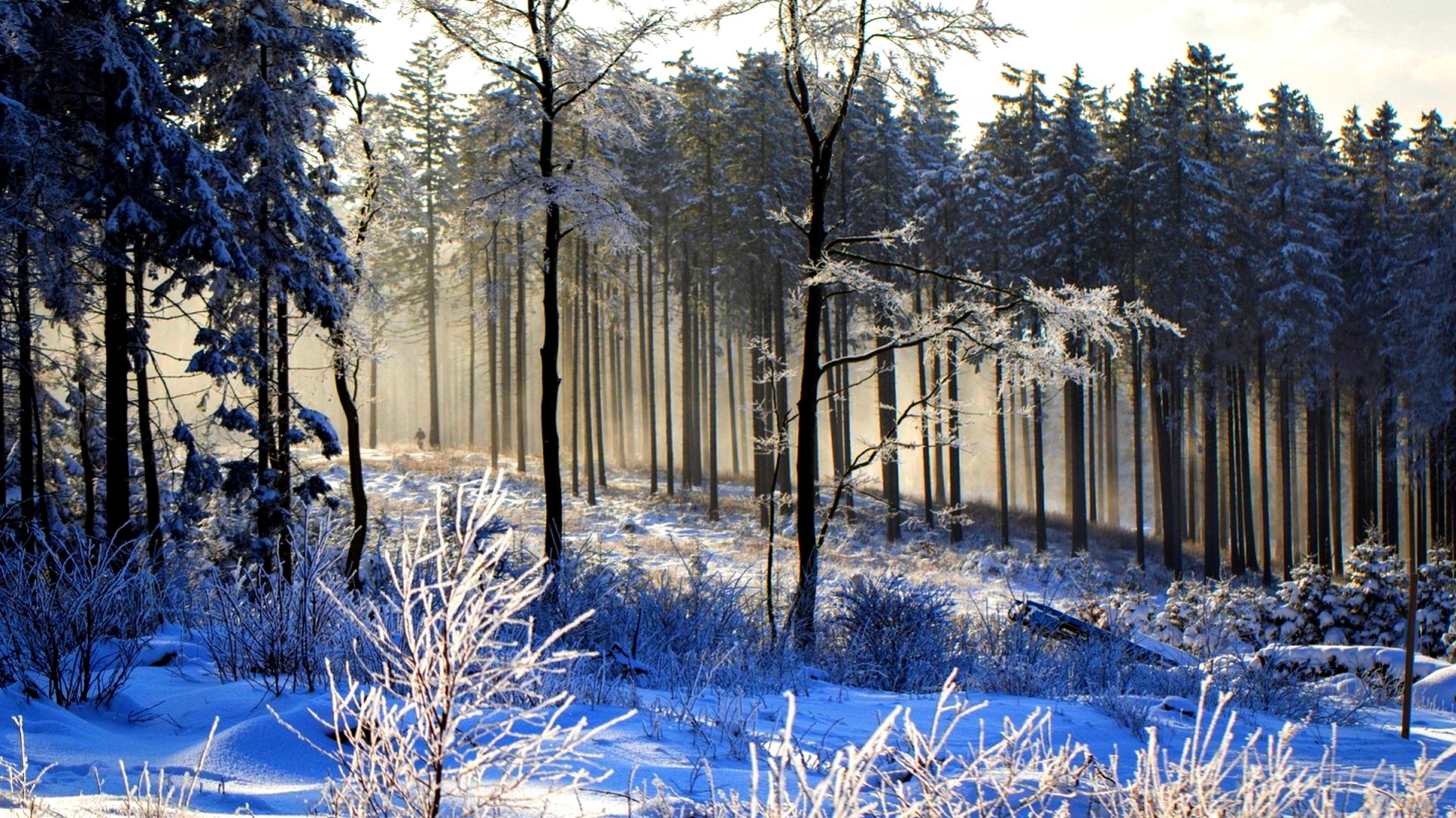 Serene Winter Forest HD: Nature’s Calm Embrace