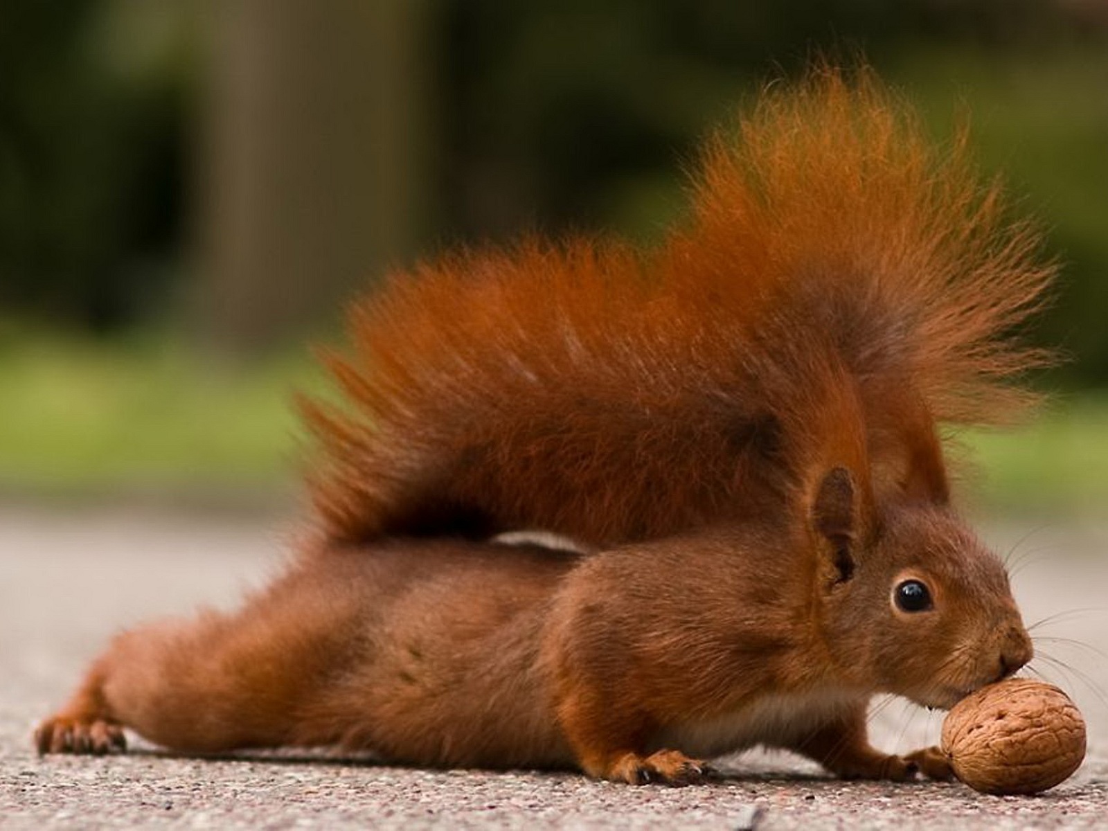 Squirrel Wallpaper 3