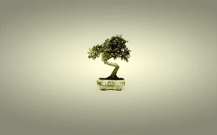 Bonsai - Desktop Wallpapers, Phone Wallpaper, PFP, Gifs, and More!