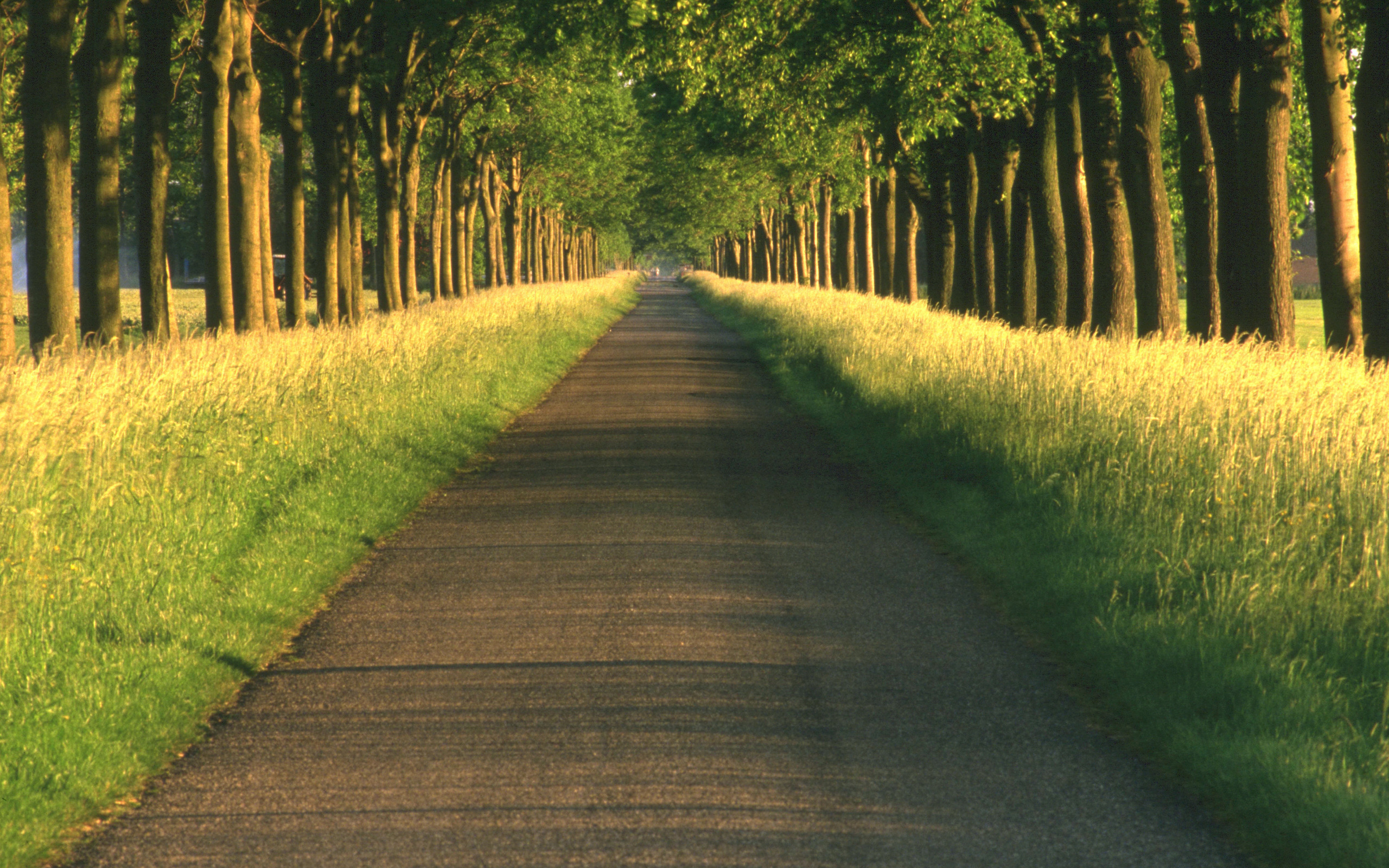 Path Full HD Wallpaper And Background Image 2560x1600 ID 373620