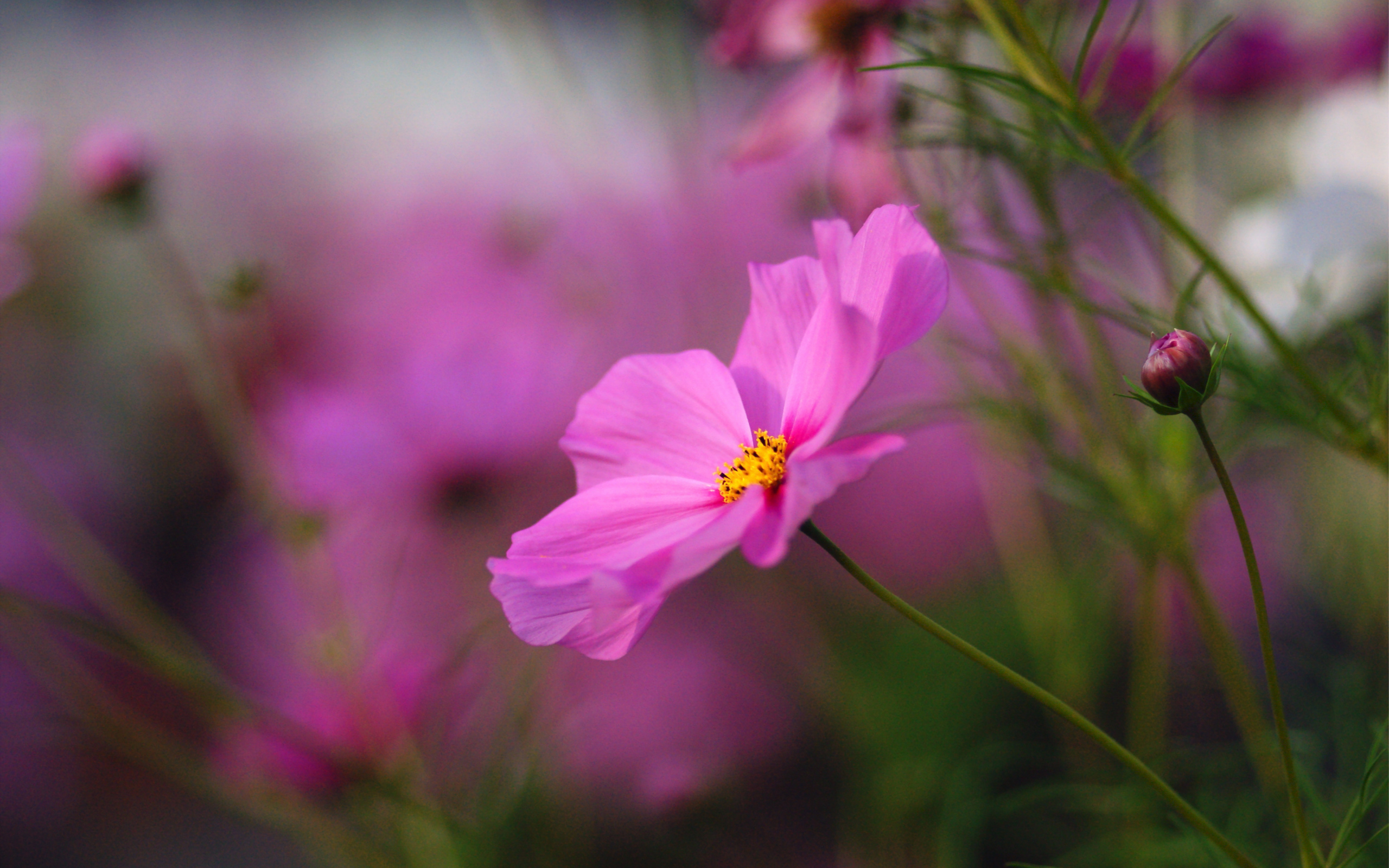 Download Nature Flower HD Wallpaper