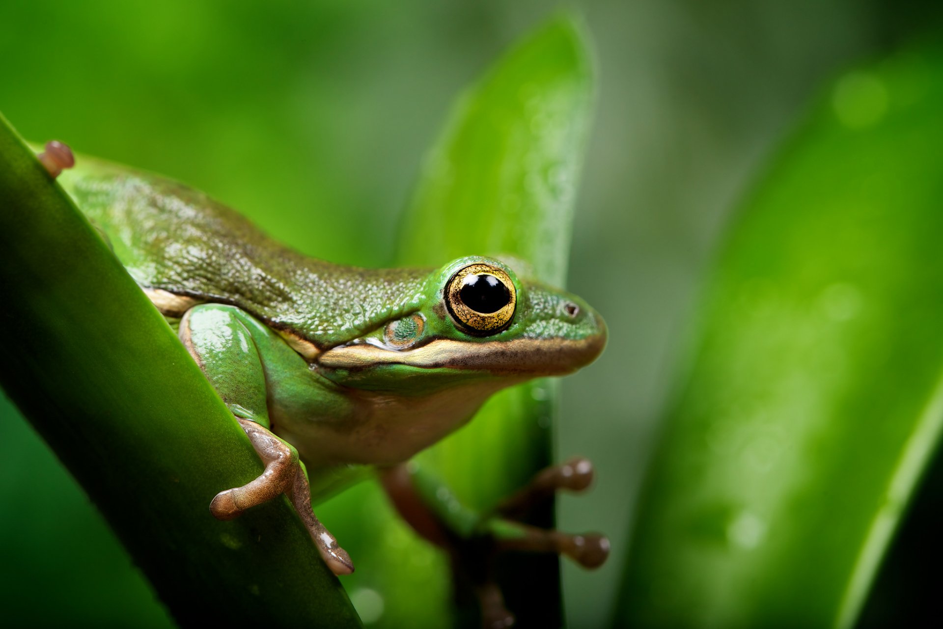 Emerald Hopper - HD Tree Frog Wallpaper | 2048x1366 | Wallpaper Abyss