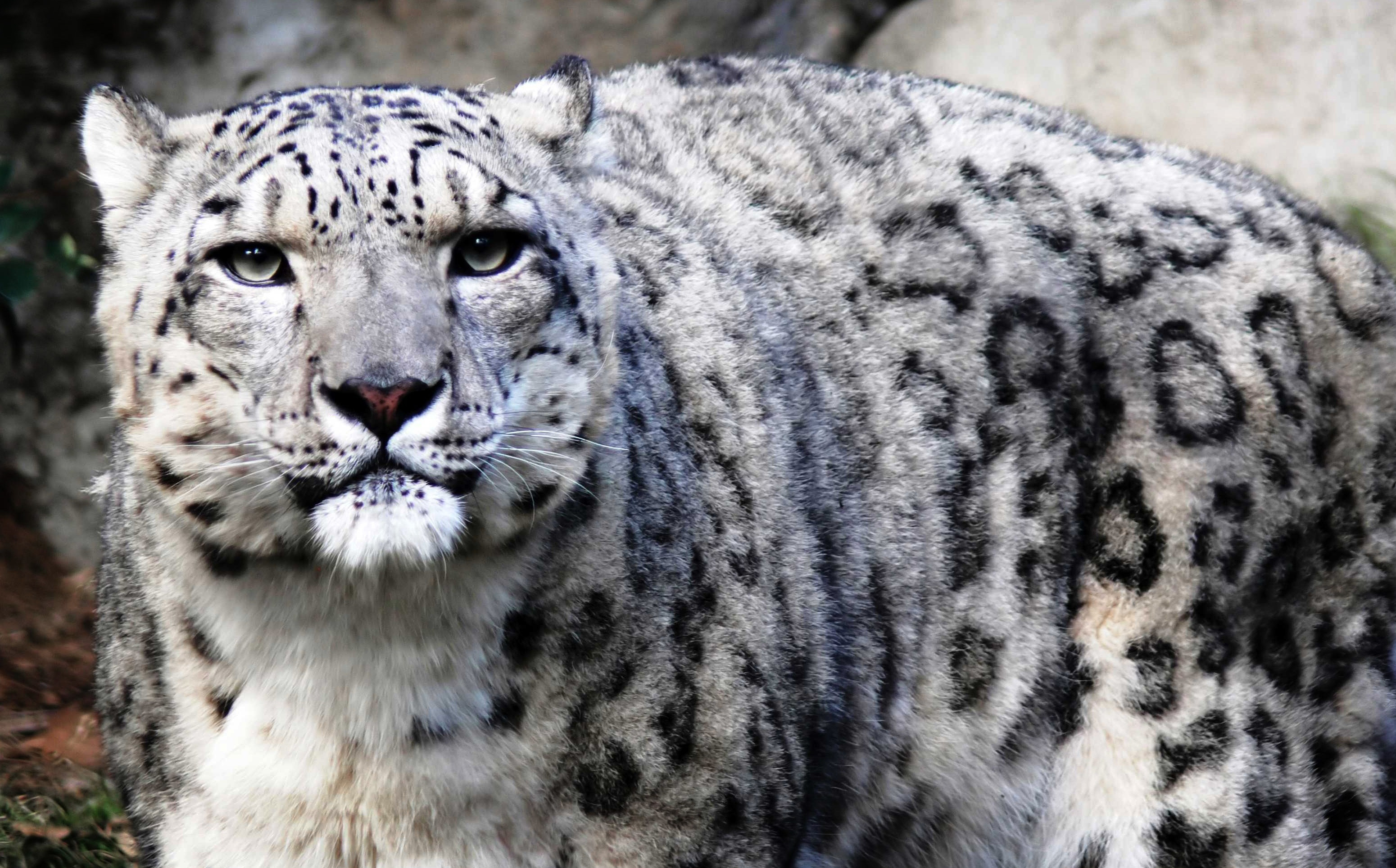 Majestic Snow Leopard HD Wallpaper