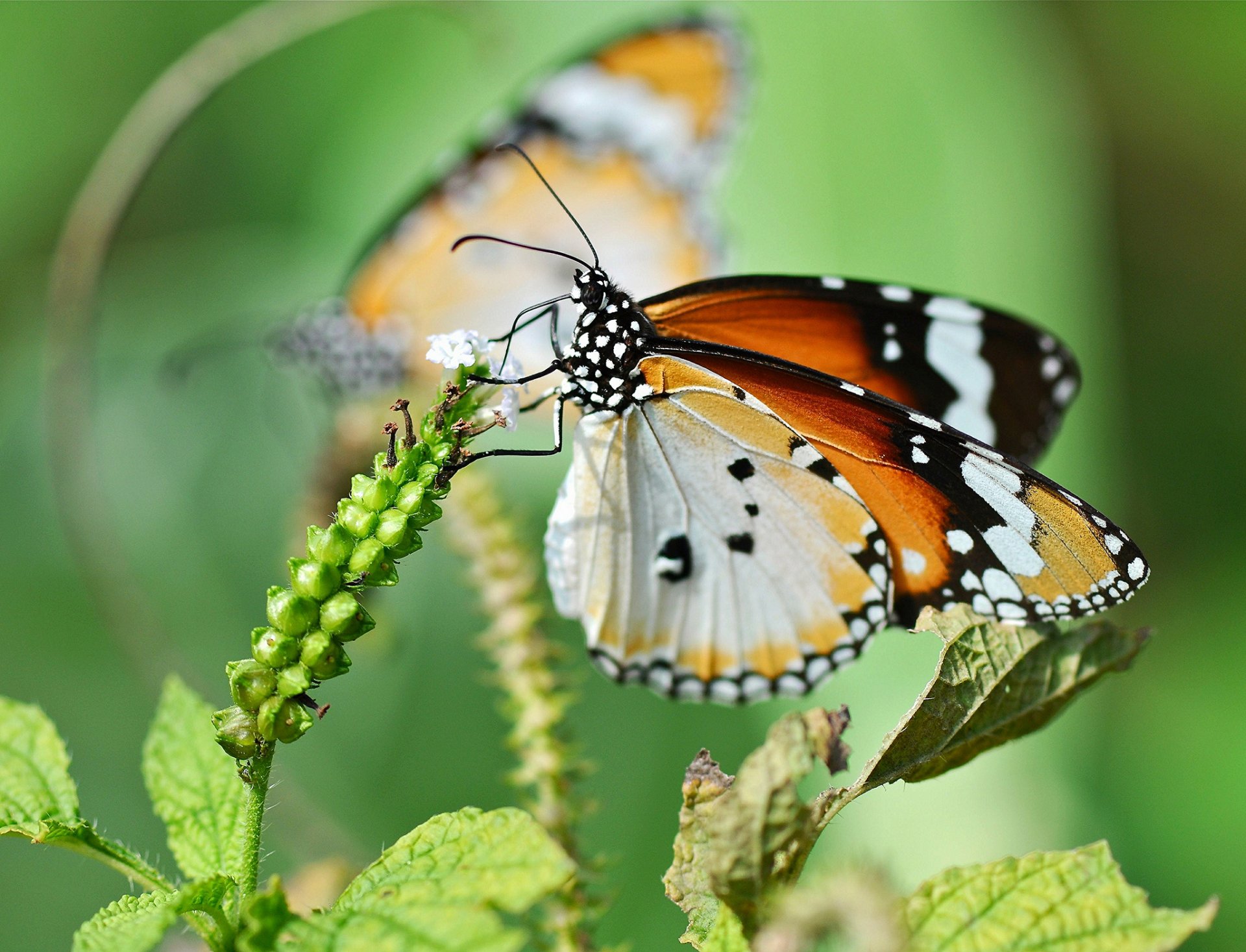 Download Animal Butterfly HD Wallpaper