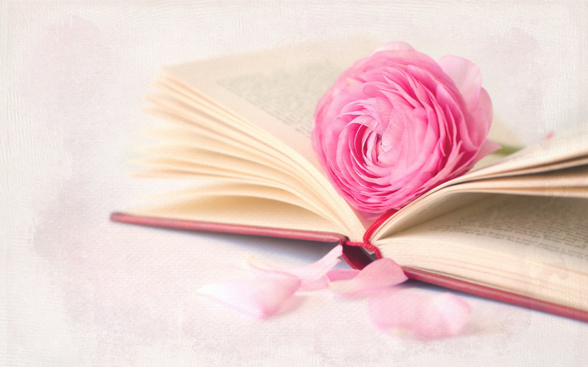 Elegant Book Bloom: HD Wallpaper of Man-Made Beauty