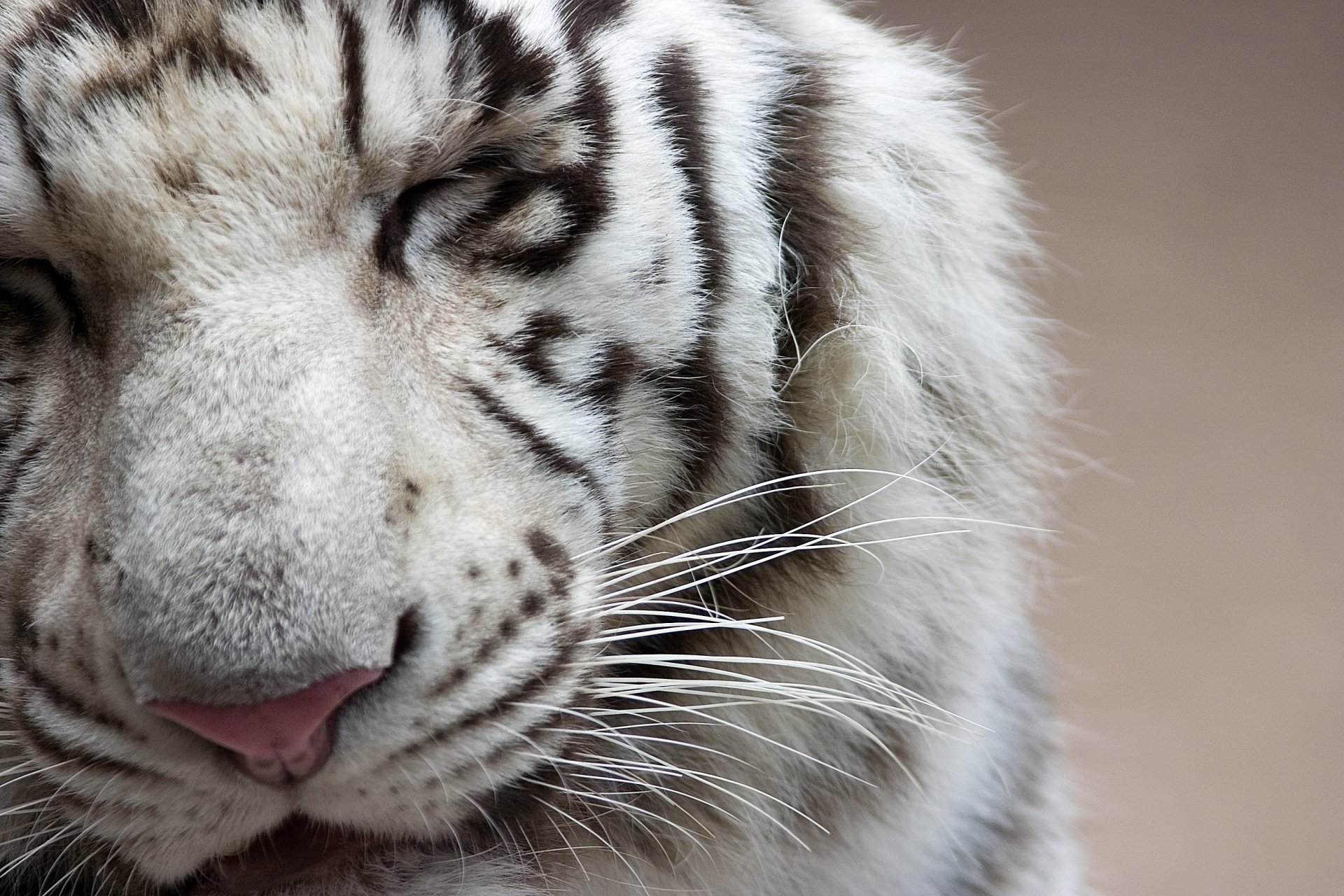 Download Animal White Tiger HD Wallpaper