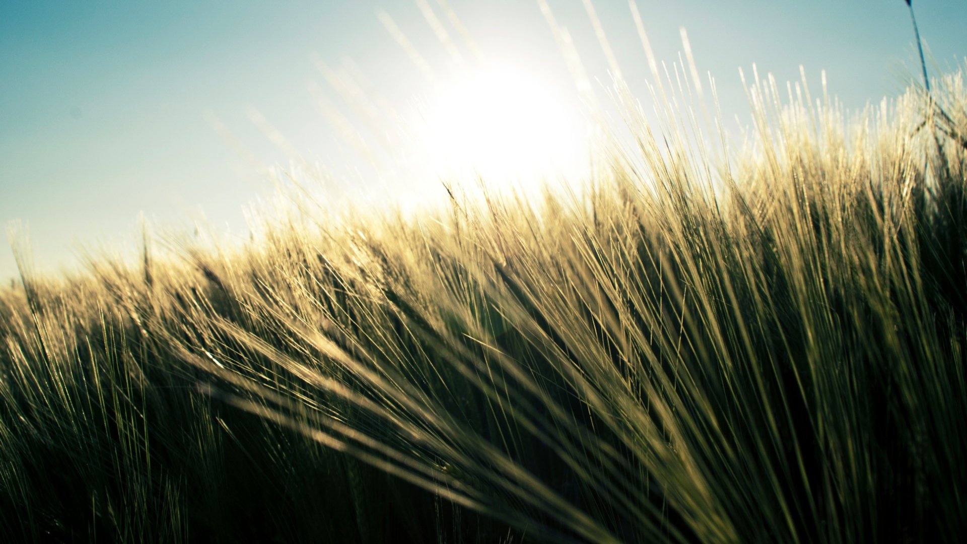 Download Nature Field HD Wallpaper | 1920x1080 | Wallpaper Abyss