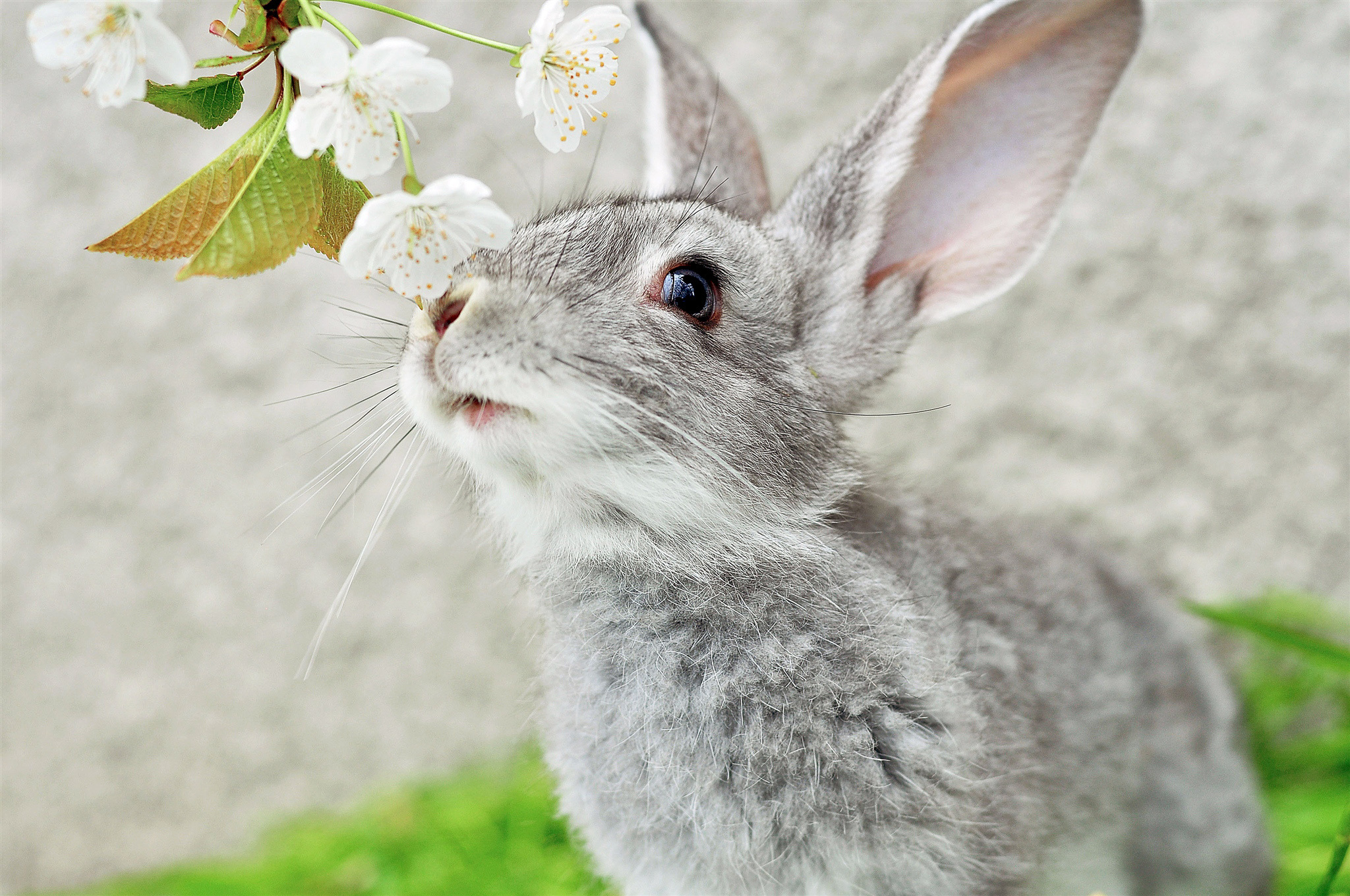Charming Rabbit: A Delightful HD Wallpaper