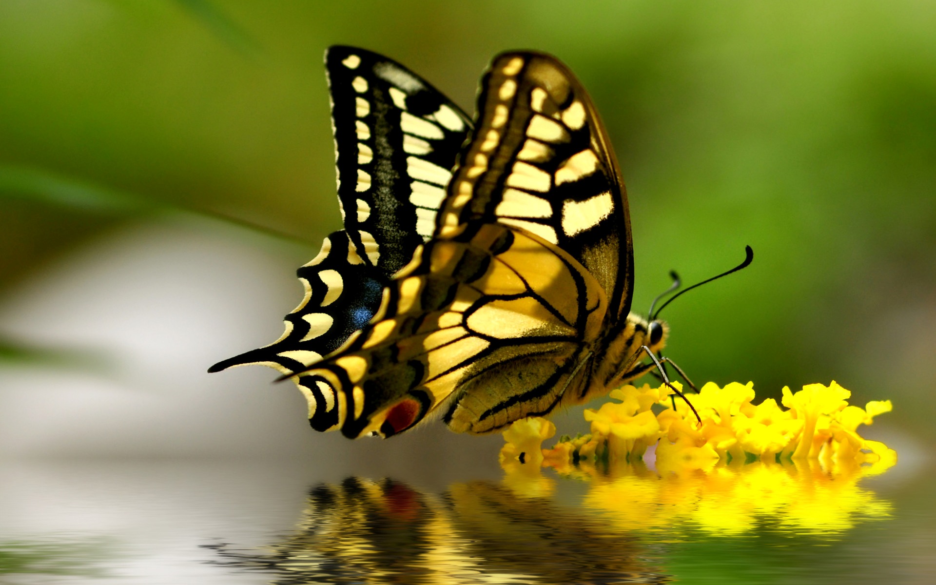 Stunning Butterfly HD Wallpaper