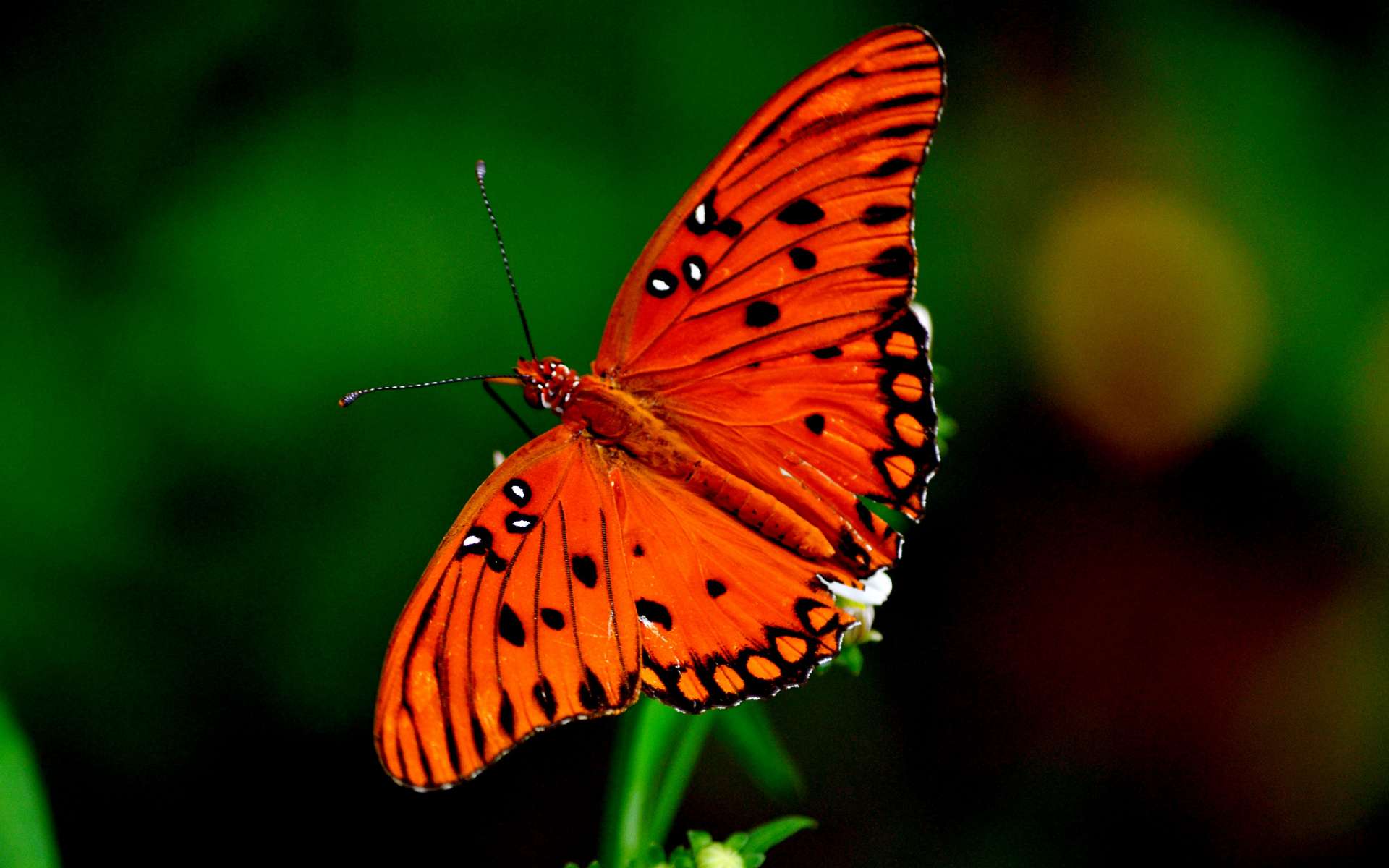 Download Animal Butterfly HD Wallpaper