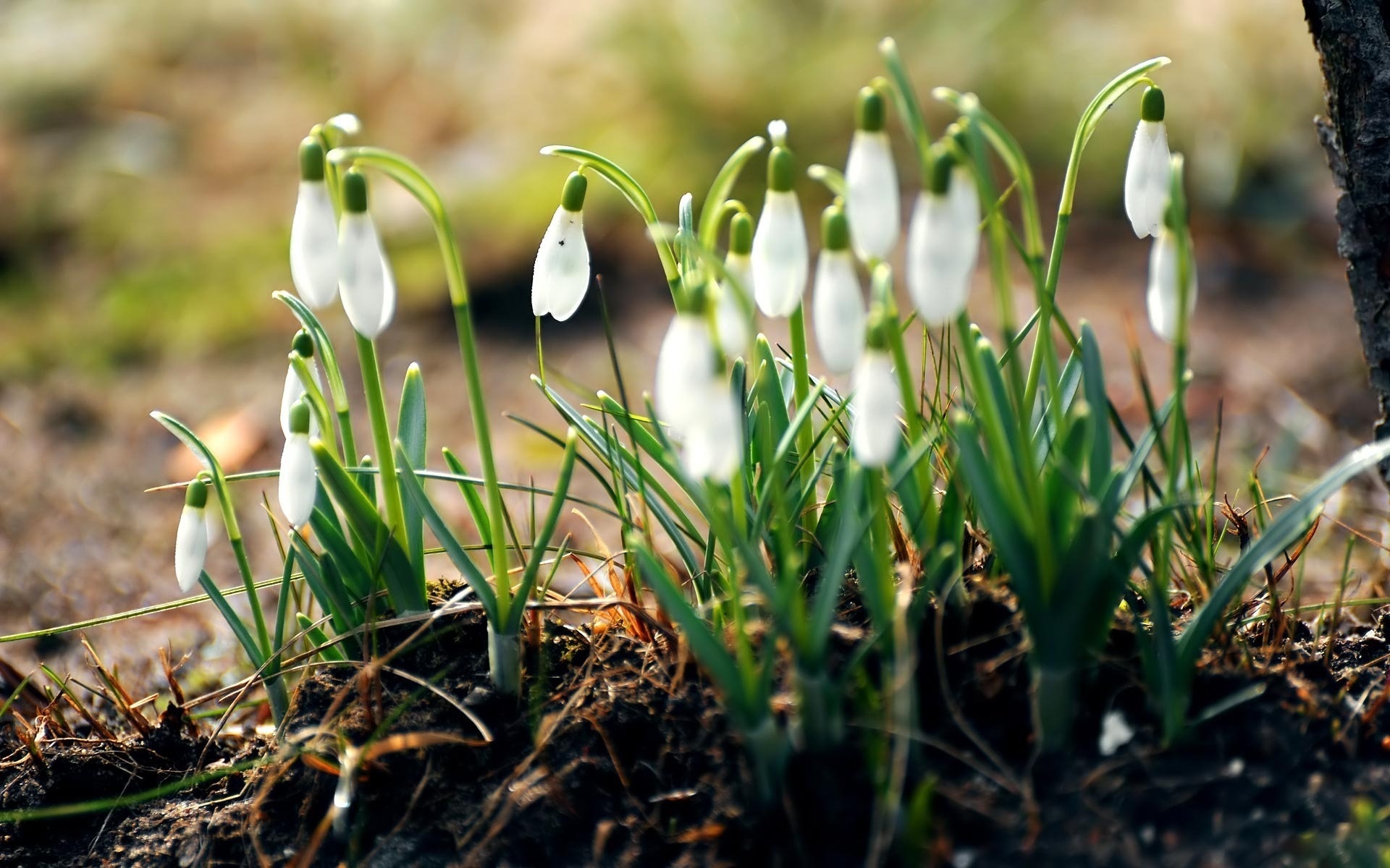 Download Flower Nature Snowdrop HD Wallpaper