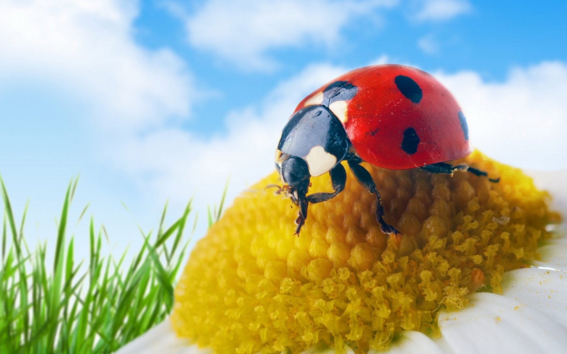 Download Animal Ladybug HD Wallpaper