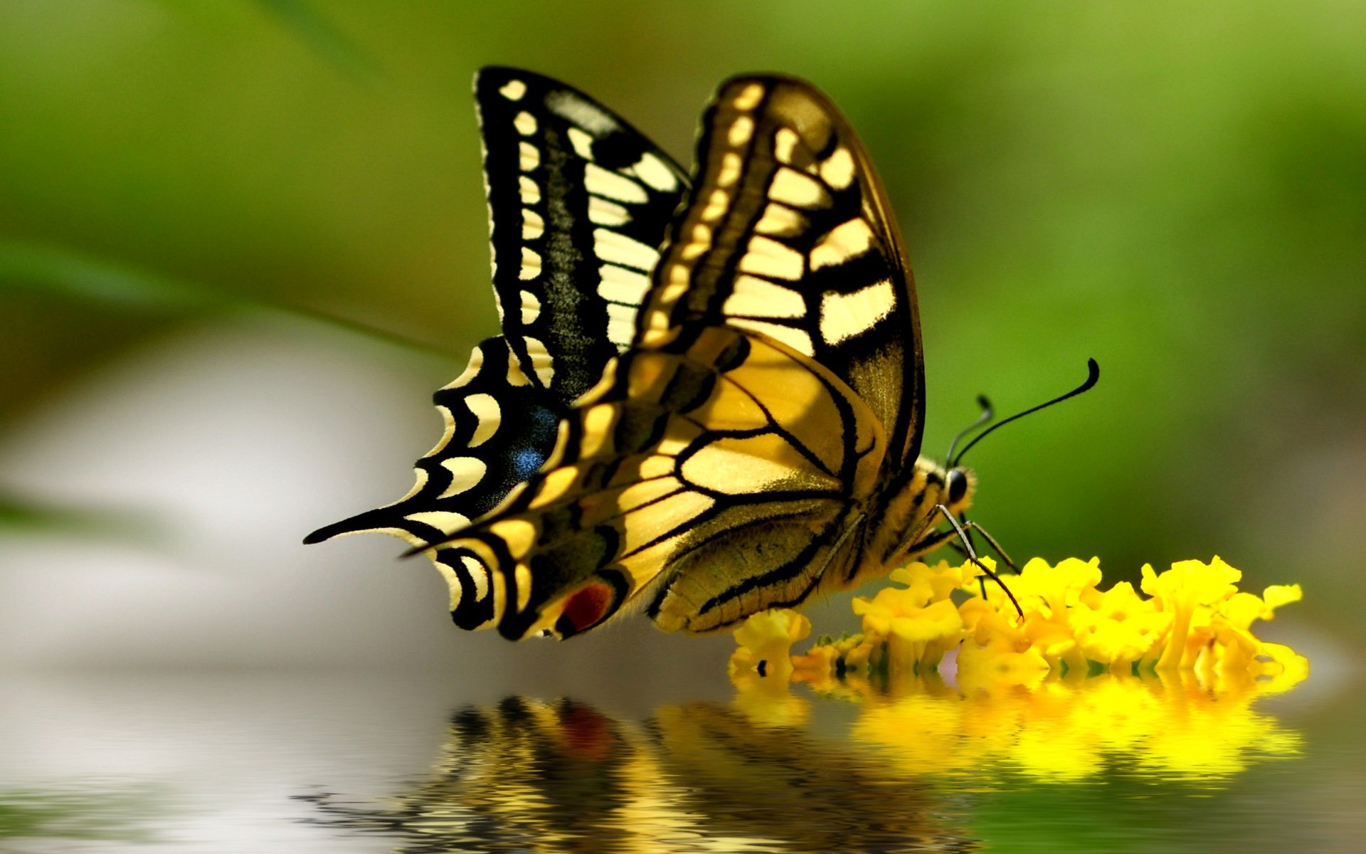 Stunning Butterfly HD Wallpaper