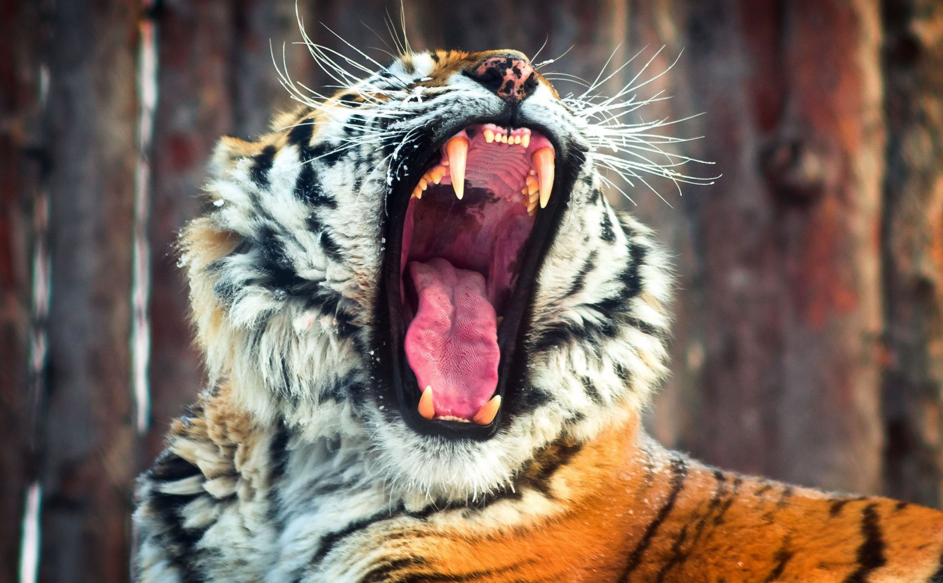 Majestic Tiger HD Wallpaper: The Roar of Nature | 2396x1480 | Wallpaper ...