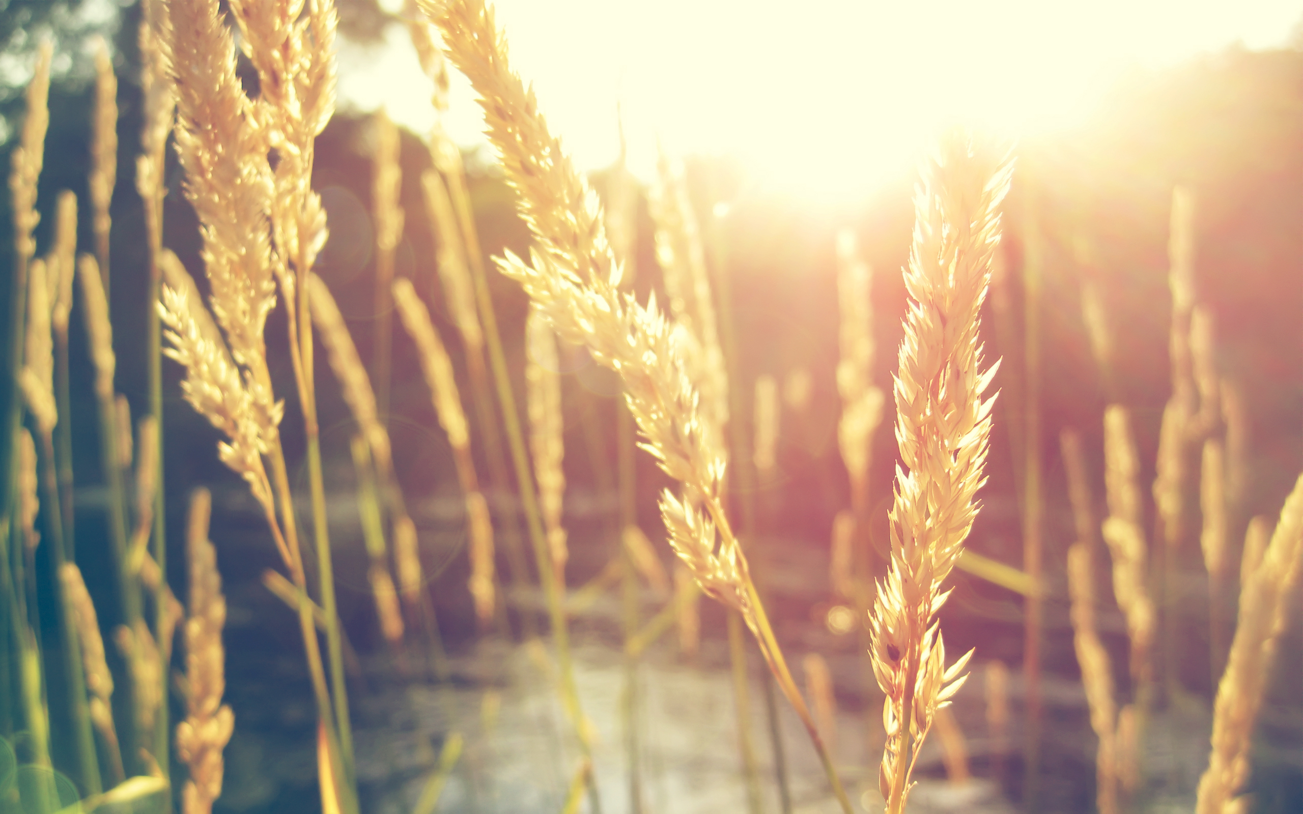 Download Nature Wheat HD Wallpaper