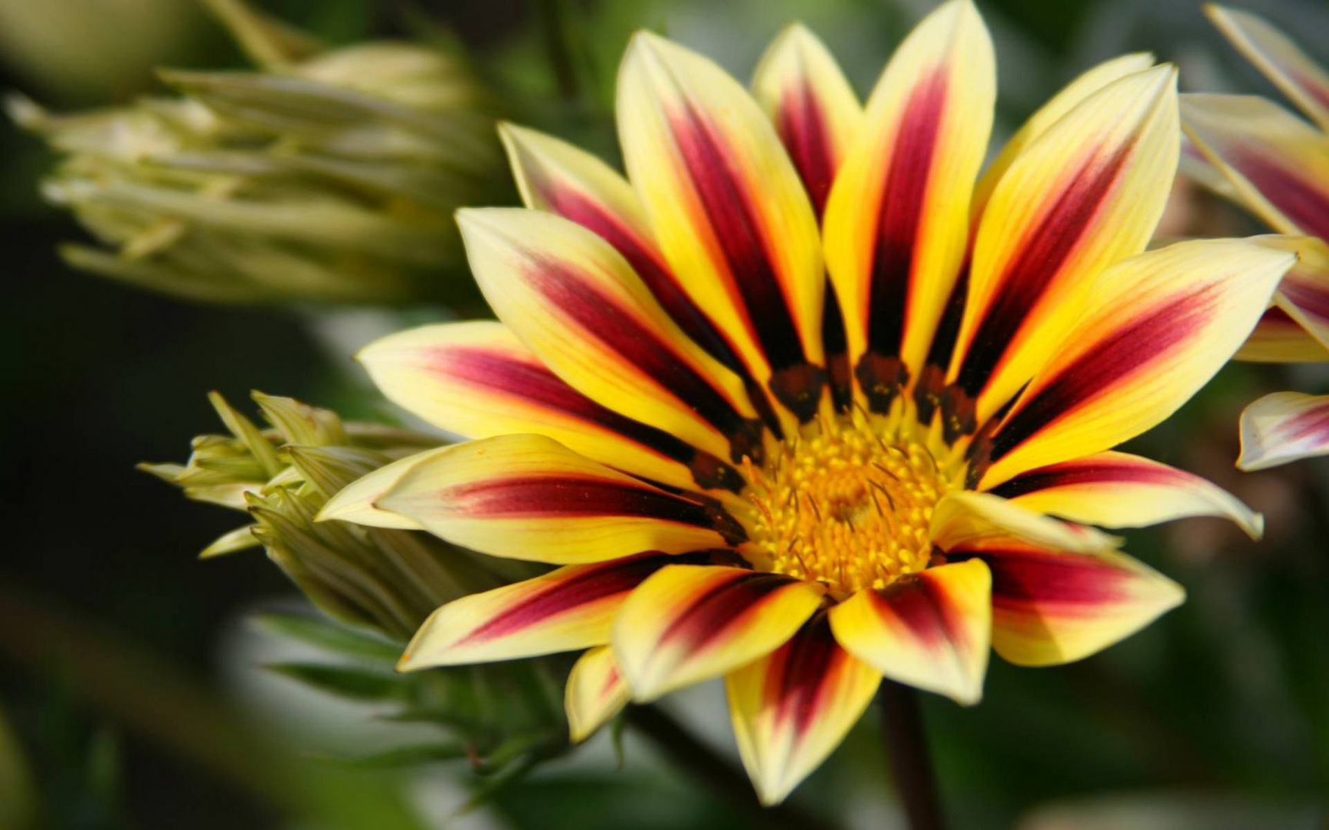 Download Nature Flower HD Wallpaper
