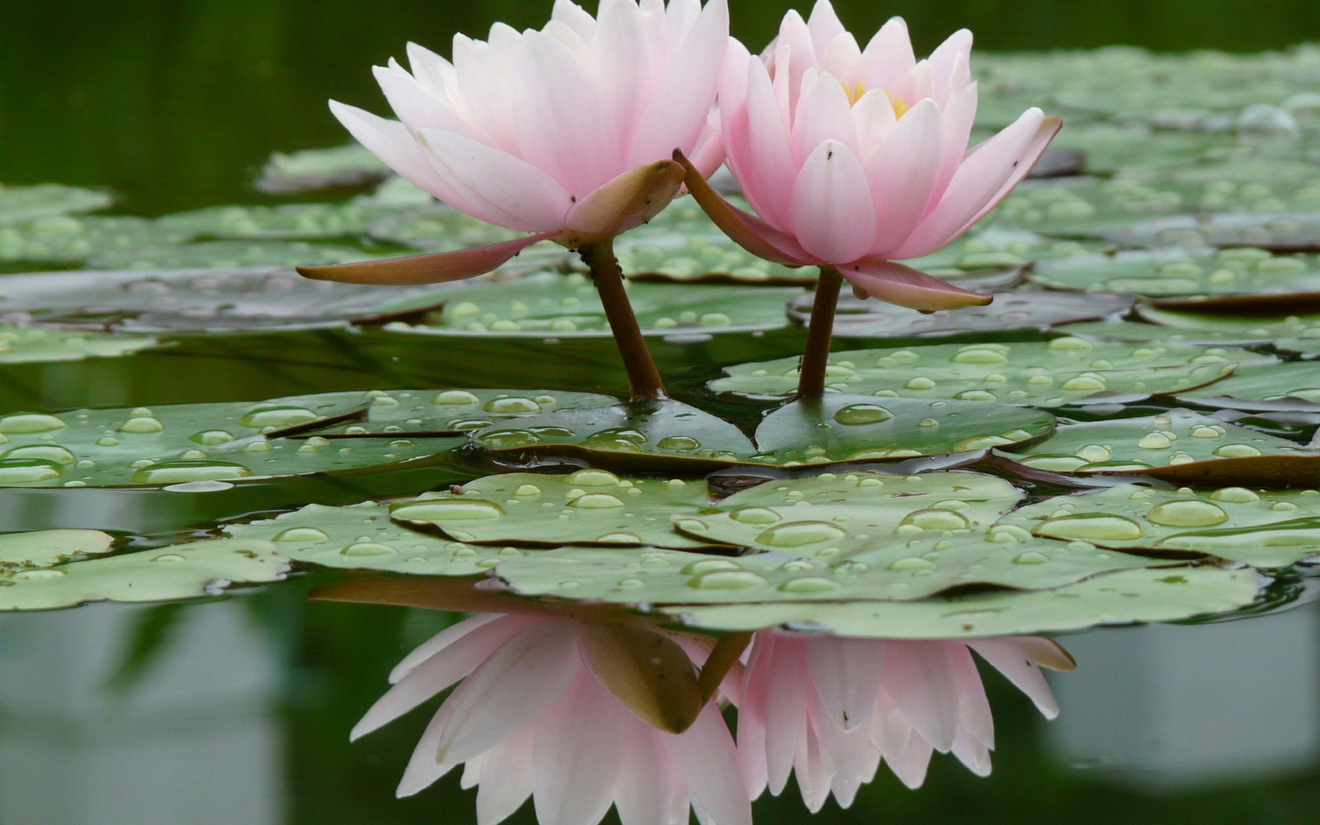 Download Nature Water Lily HD Wallpaper