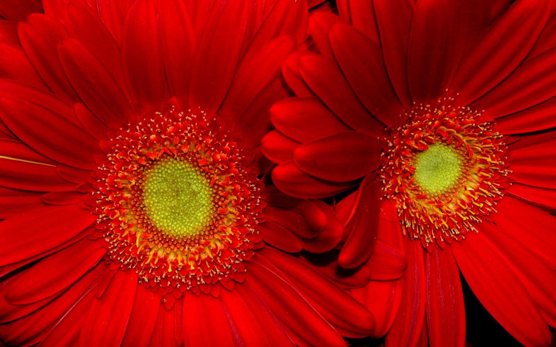 Download Red Flower Flower Nature Gerbera HD Wallpaper