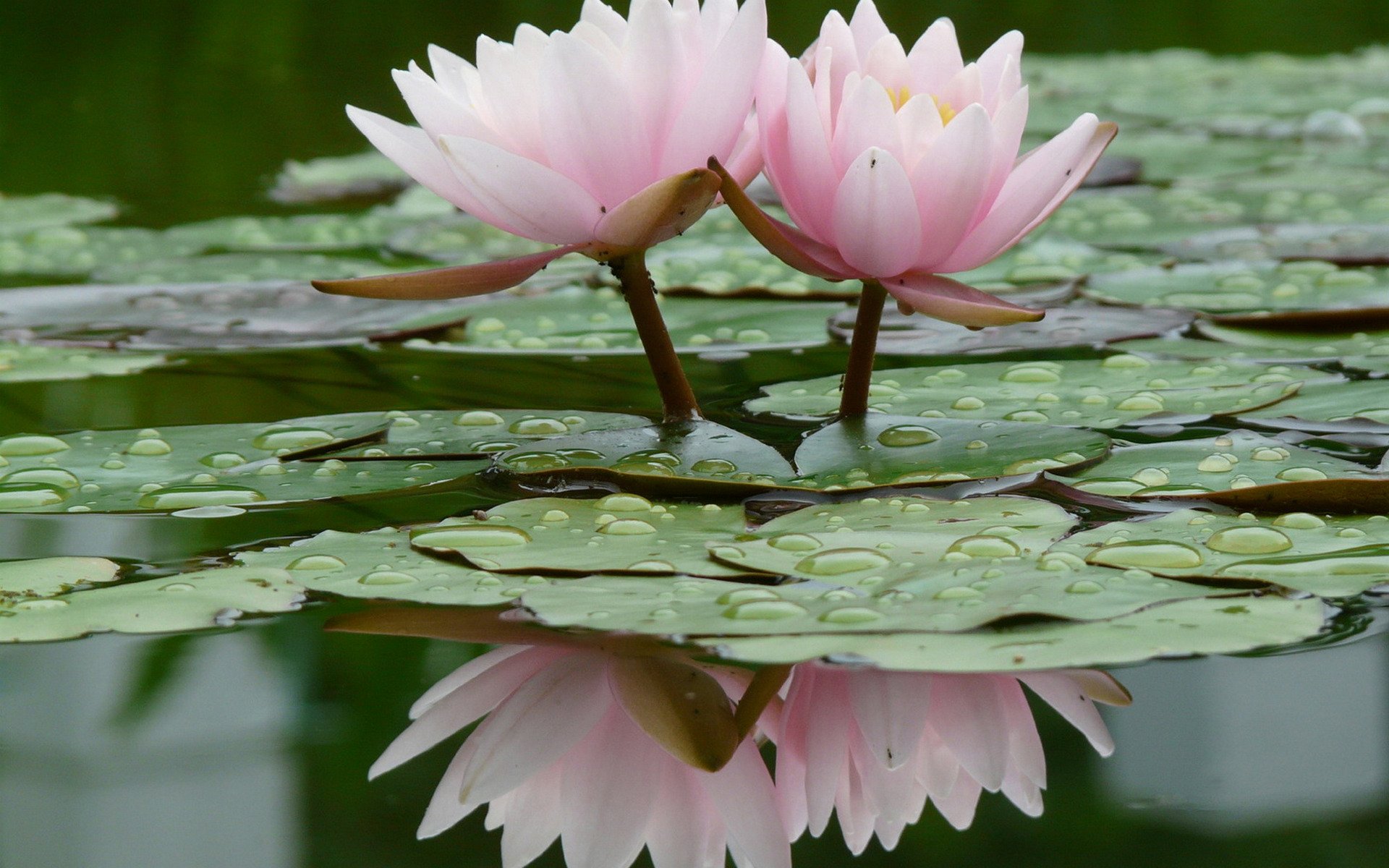 Water Lily HD Wallpaper | Background Image | 1920x1200 | ID:379468 ...