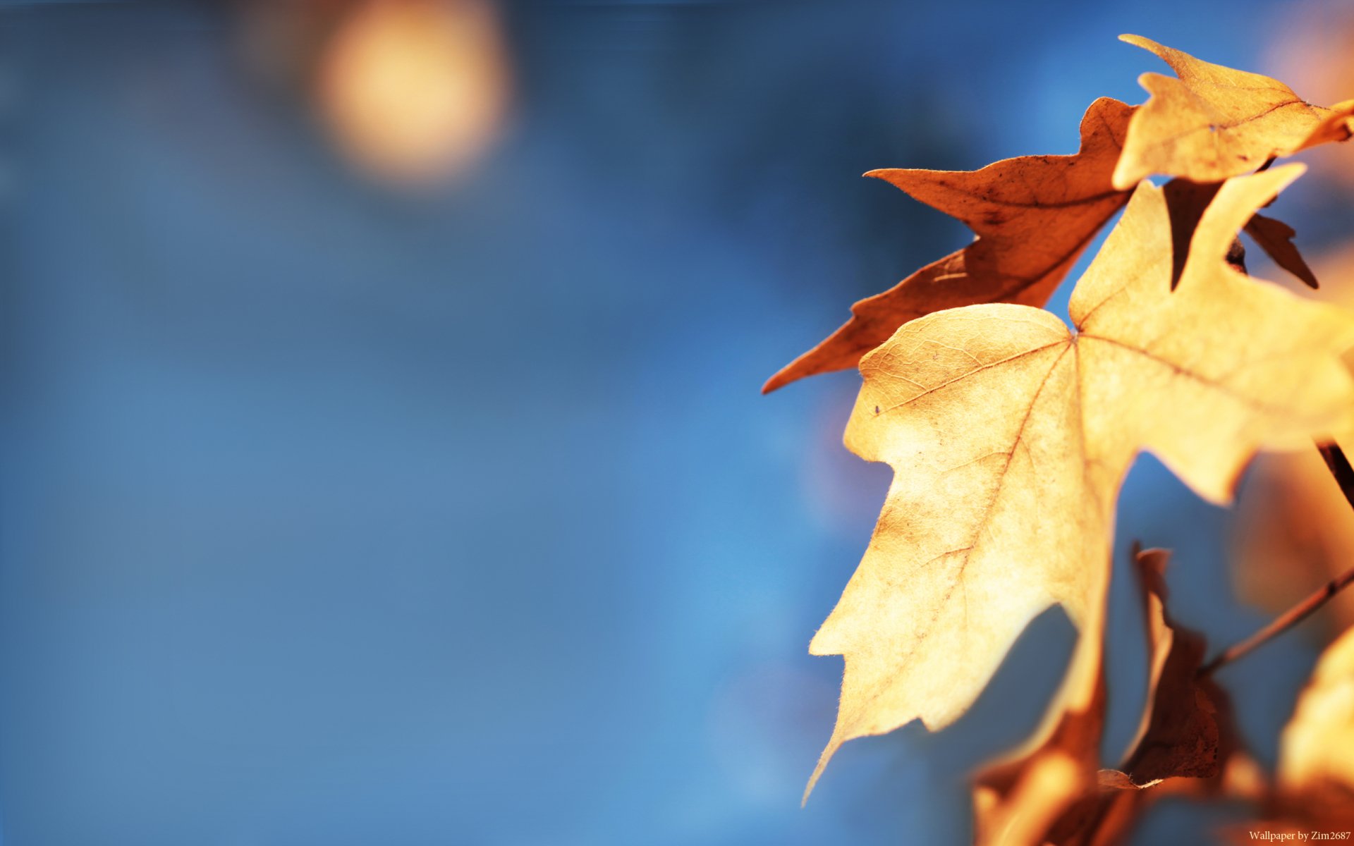 Download Nature Leaf HD Wallpaper | 2560x1600 | Wallpaper Abyss