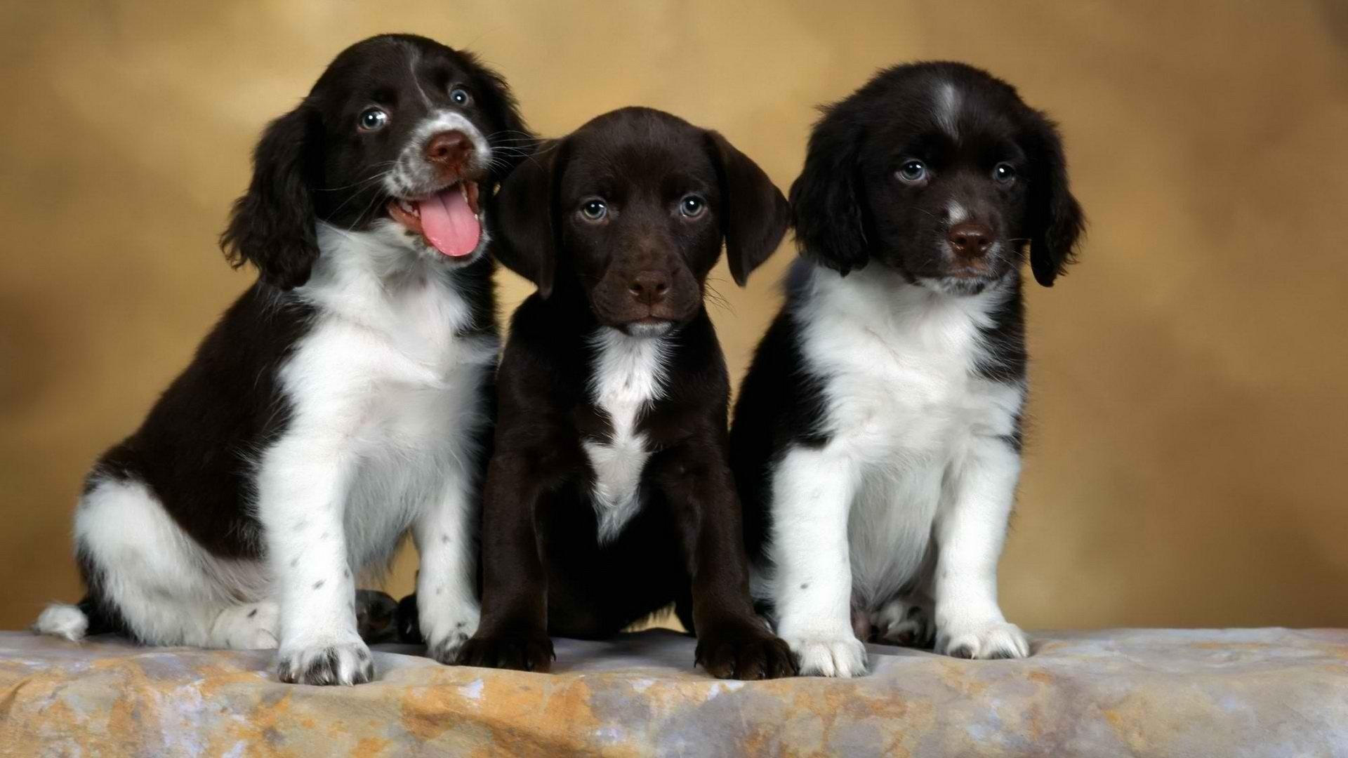 Download Animal Dog HD Wallpaper | 1920x1080 | Wallpaper Abyss