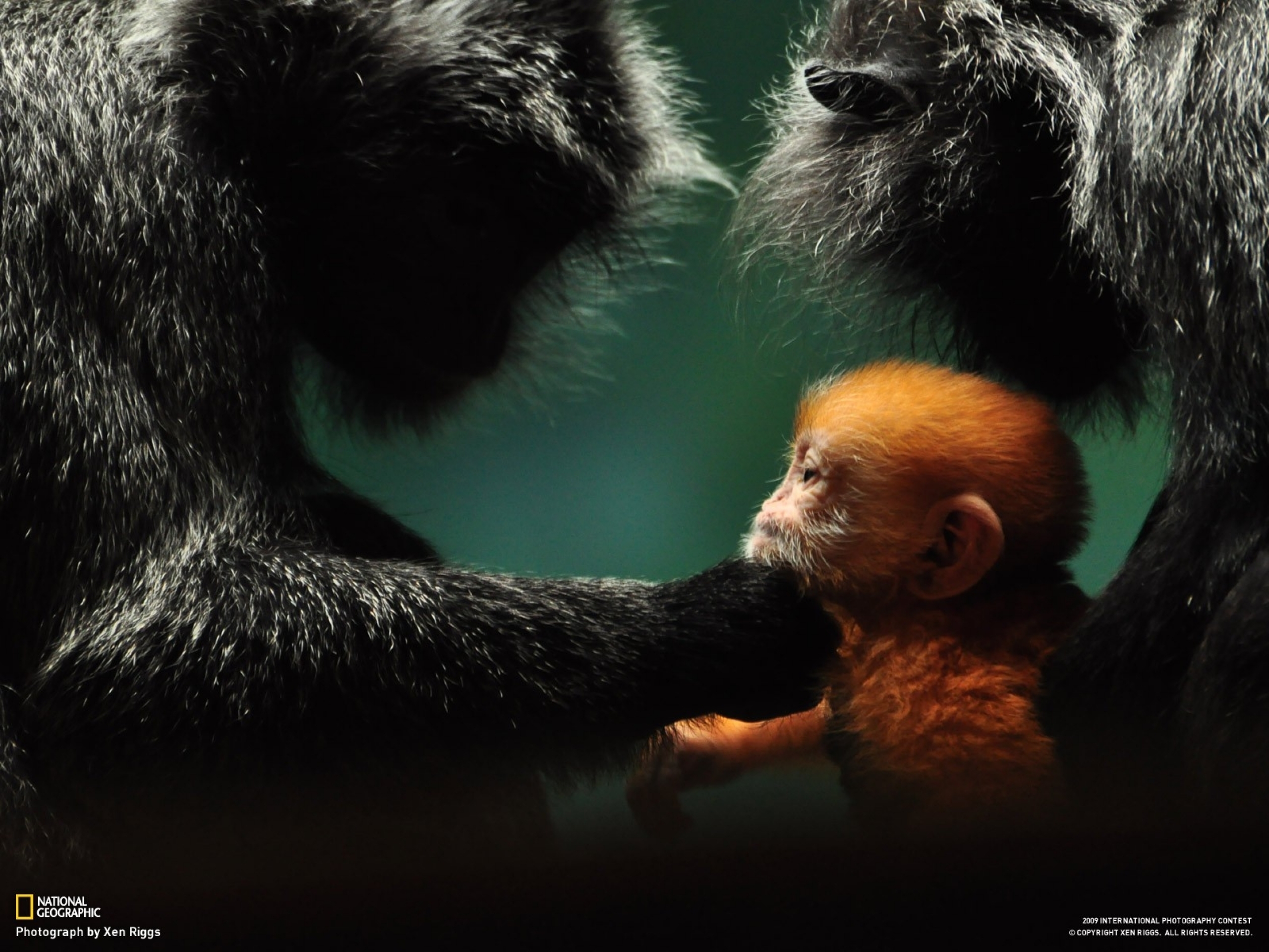 Download Animal Monkey HD Wallpaper