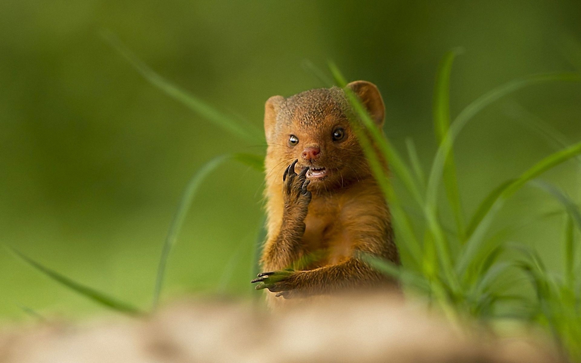 Animal Marten HD Wallpaper