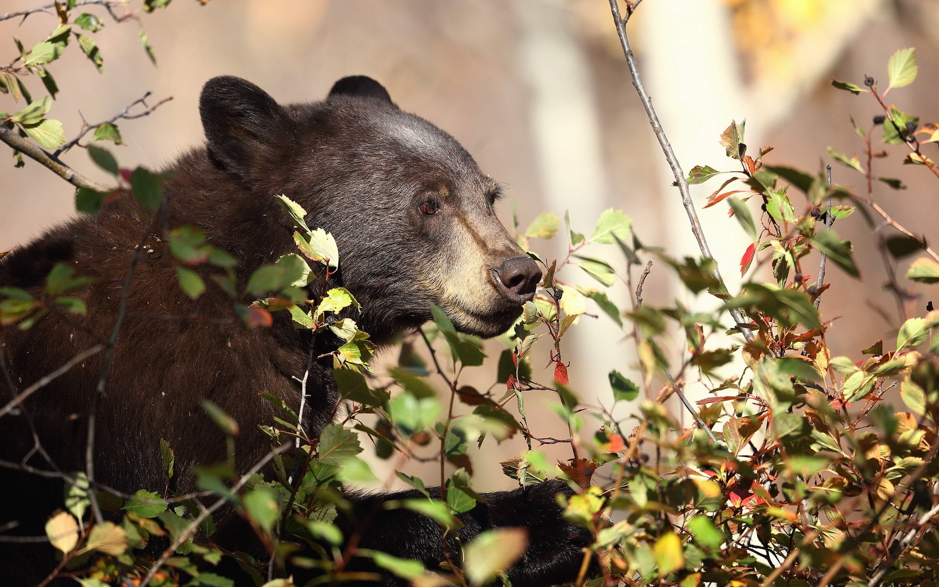 Majestic Bear in Nature | HD Animal Wallpaper