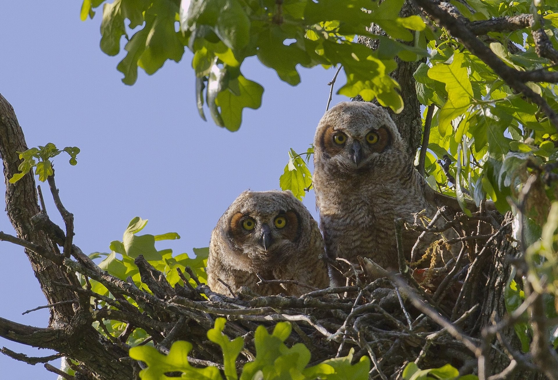 Majestic Owl Duo HD Wallpaper: Nature’s Watchful Guardians | 1920x1308 ...