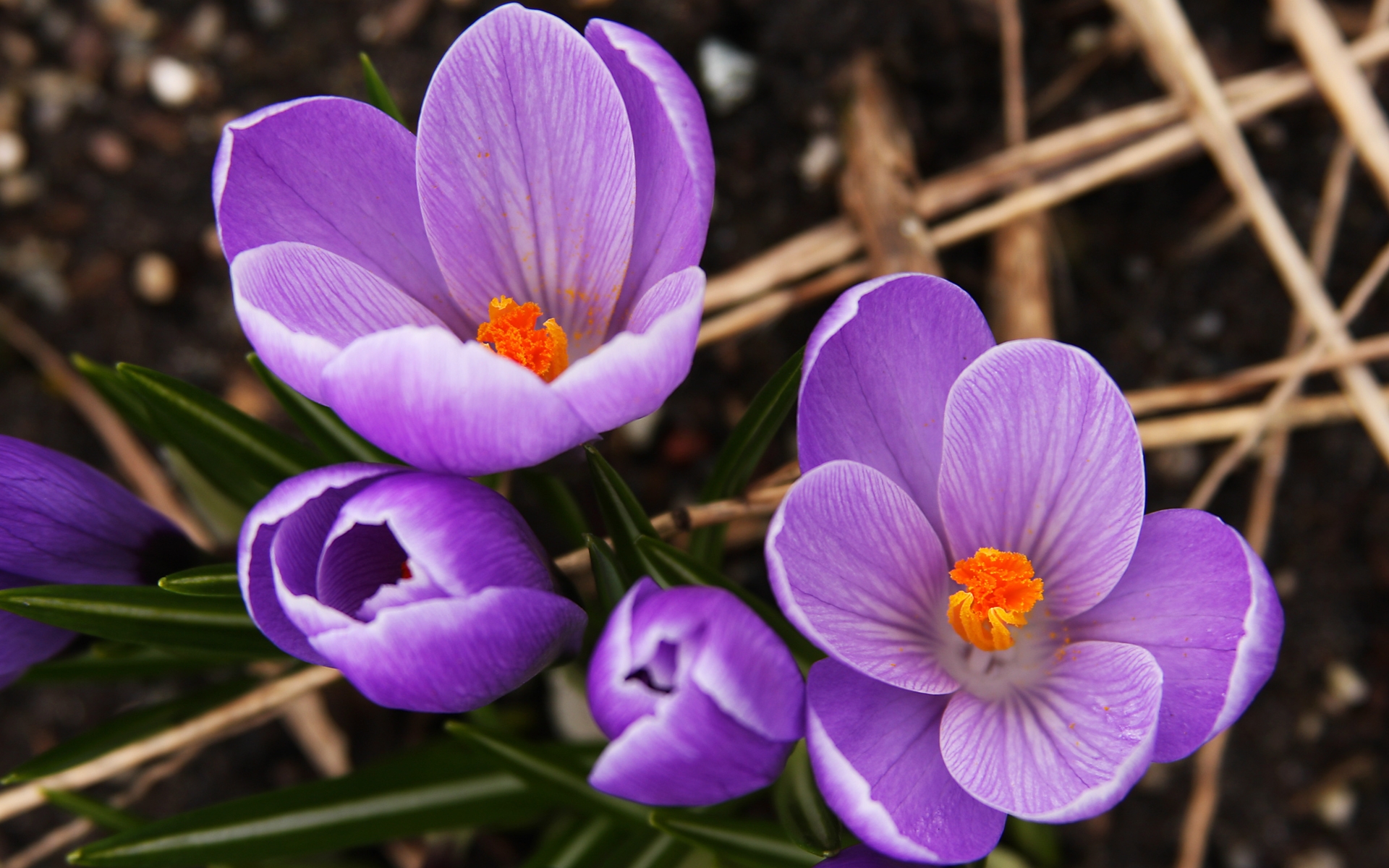 Download Flower Nature Crocus HD Wallpaper