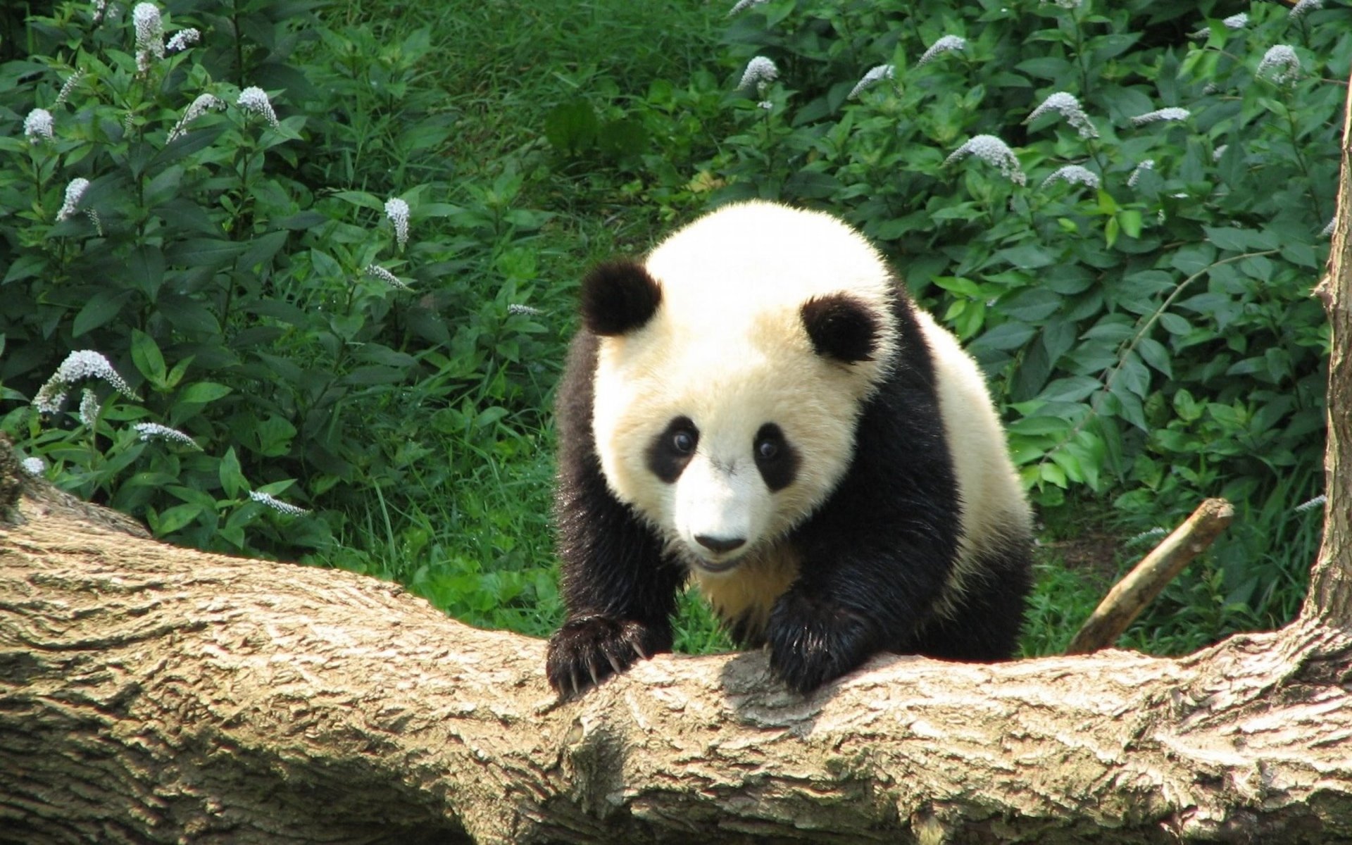 Download Animal Panda HD Wallpaper