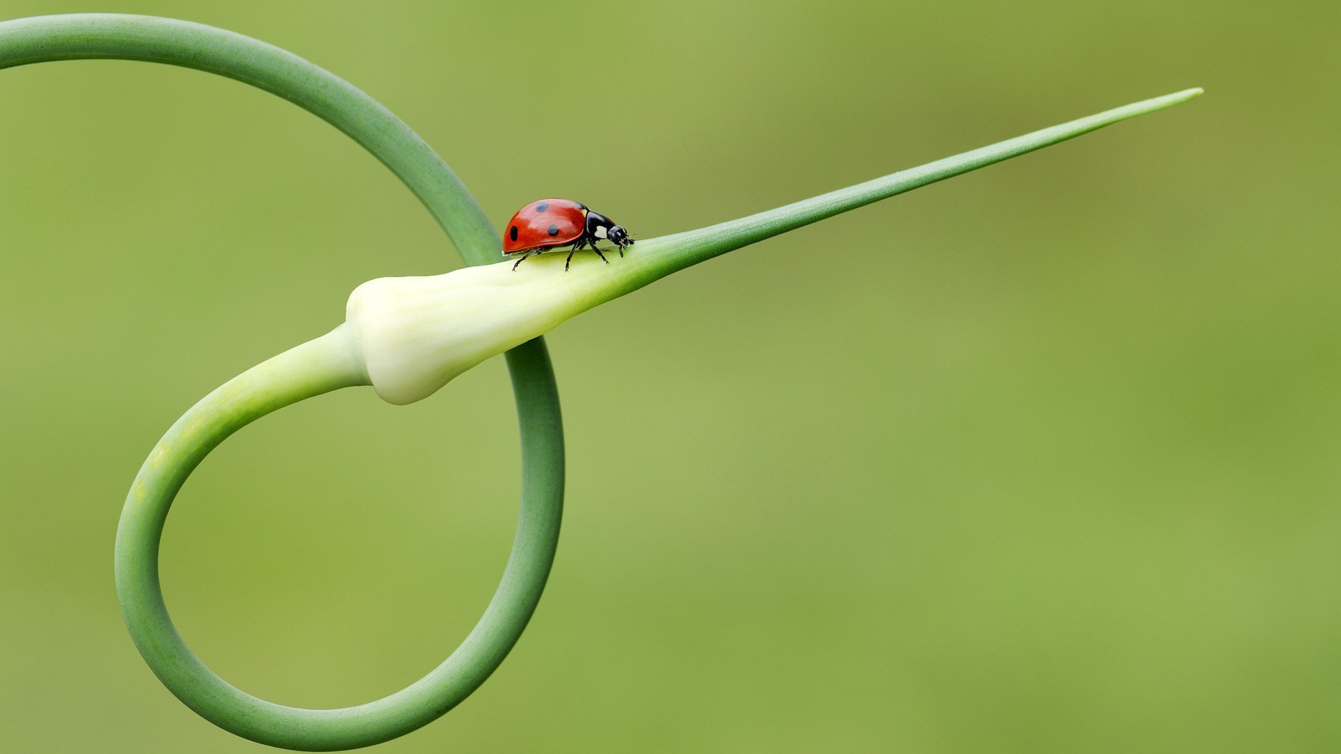 Ladybug HD Wallpaper