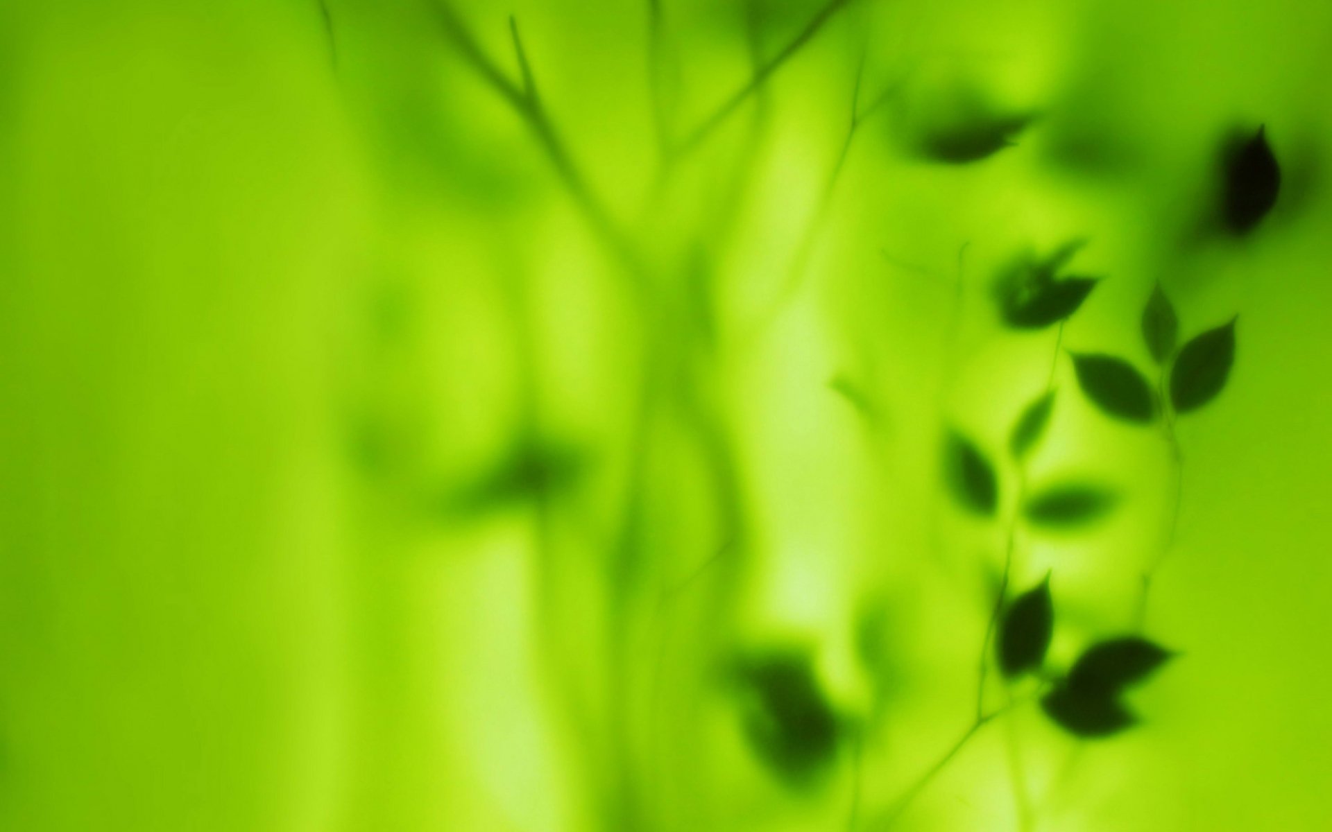 Download Nature Close-up HD Wallpaper | 2560x1600 | Wallpaper Abyss