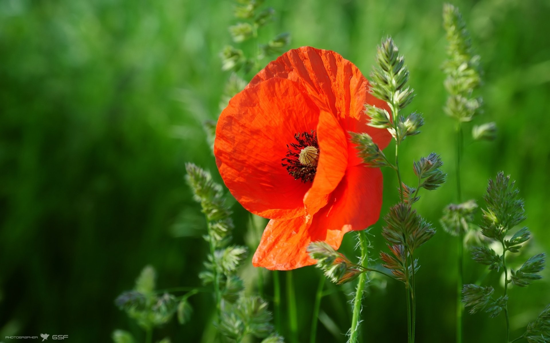 Crimson Poppy HD | Meadow Poppy Wallpaper | Sunlit Scarlet Poppy | Lone ...