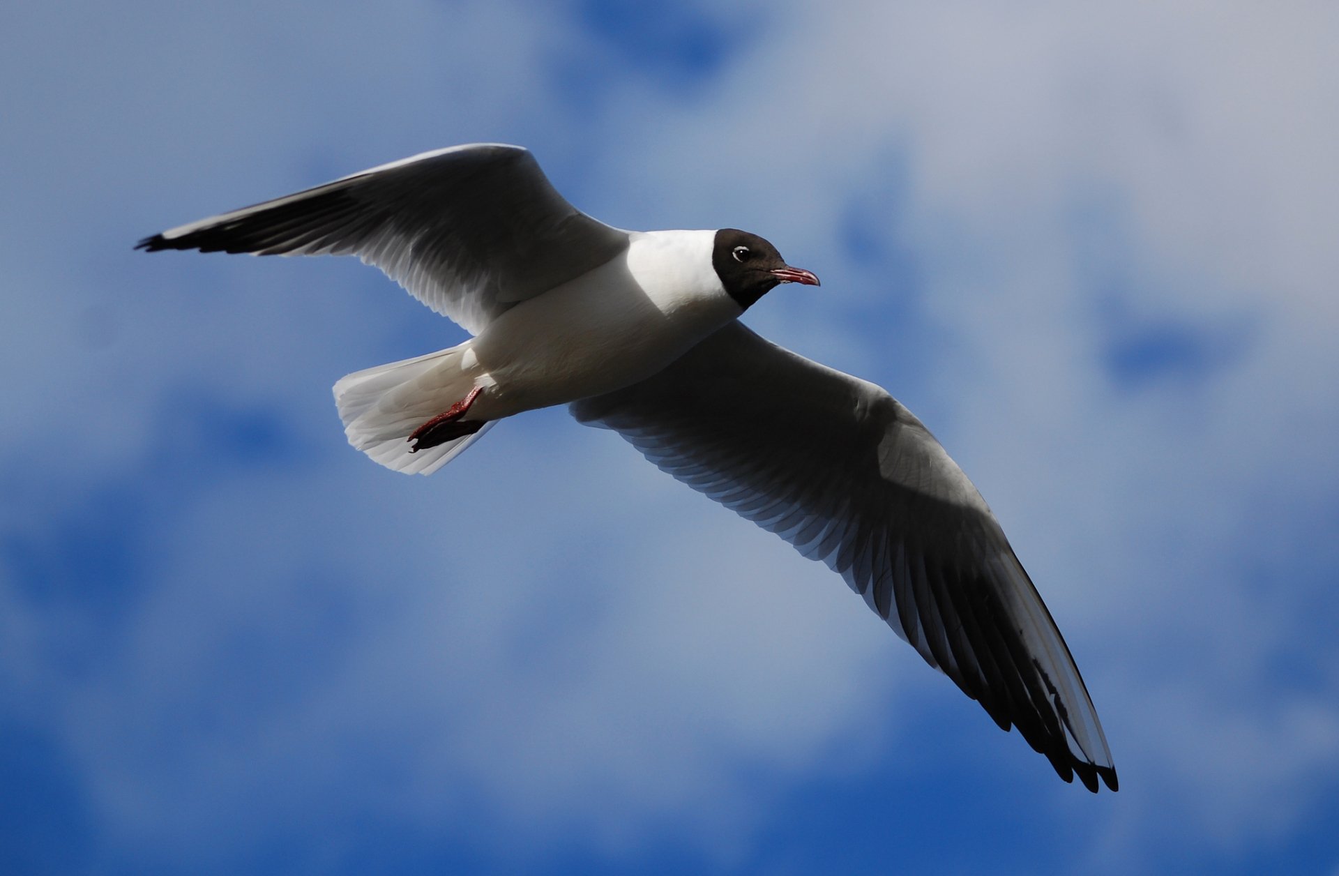 Majestic Seagull in Flight — HD Sky Wallpaper
