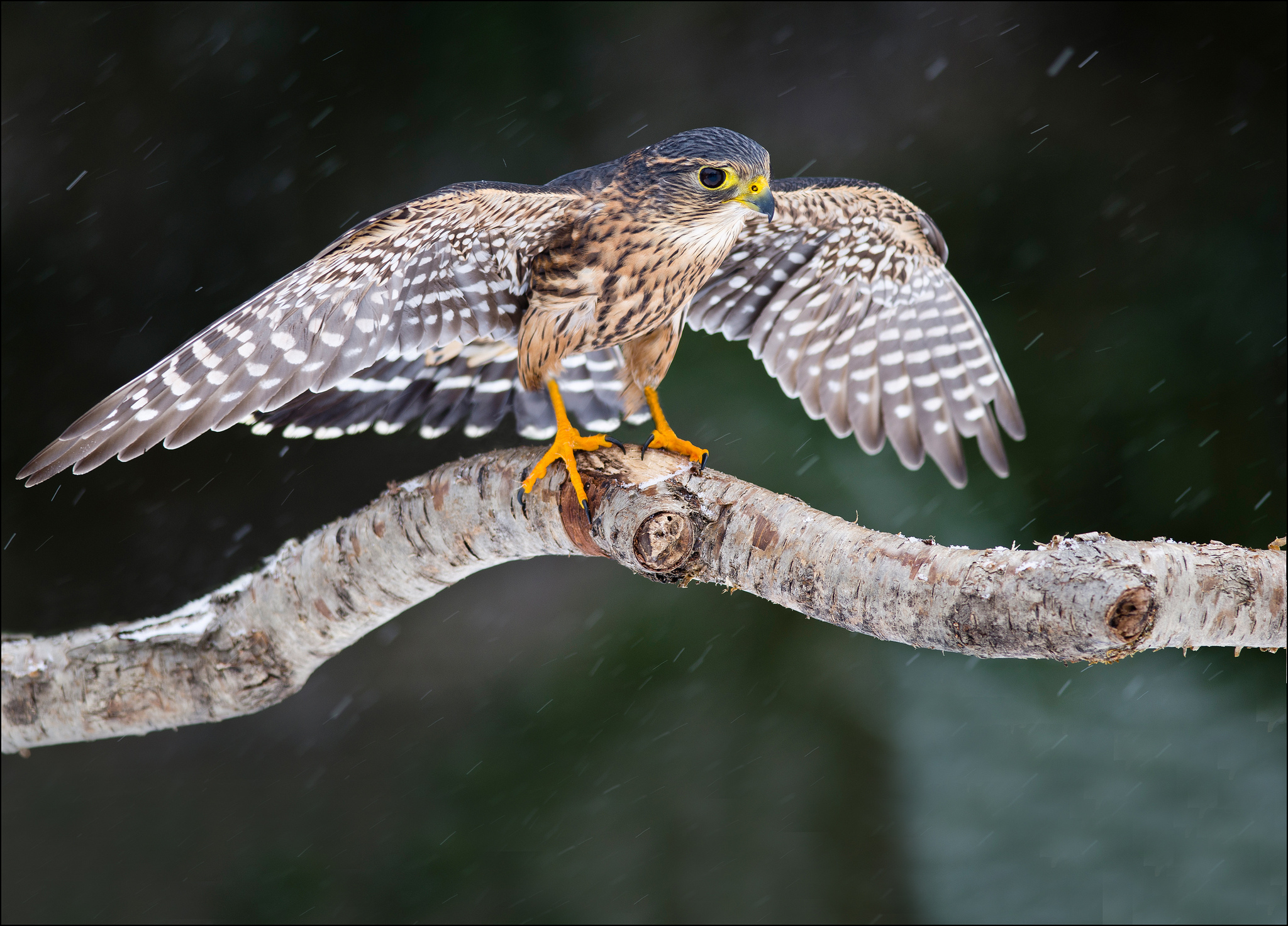 Majestic Falcon in Flight – HD Wildlife Wallpaper