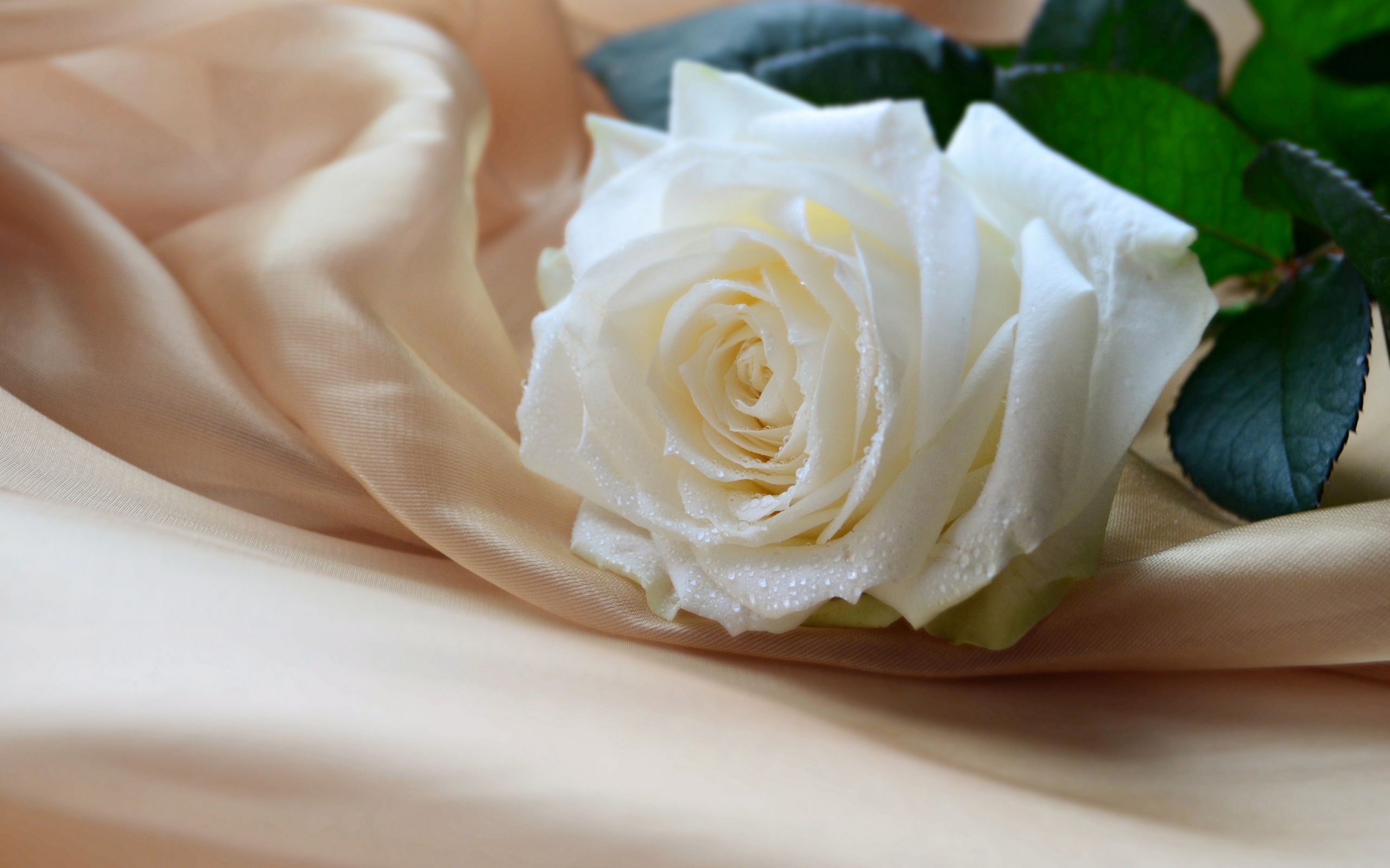 Elegant White Rose: A Stunning HD Wallpaper for Nature Lovers