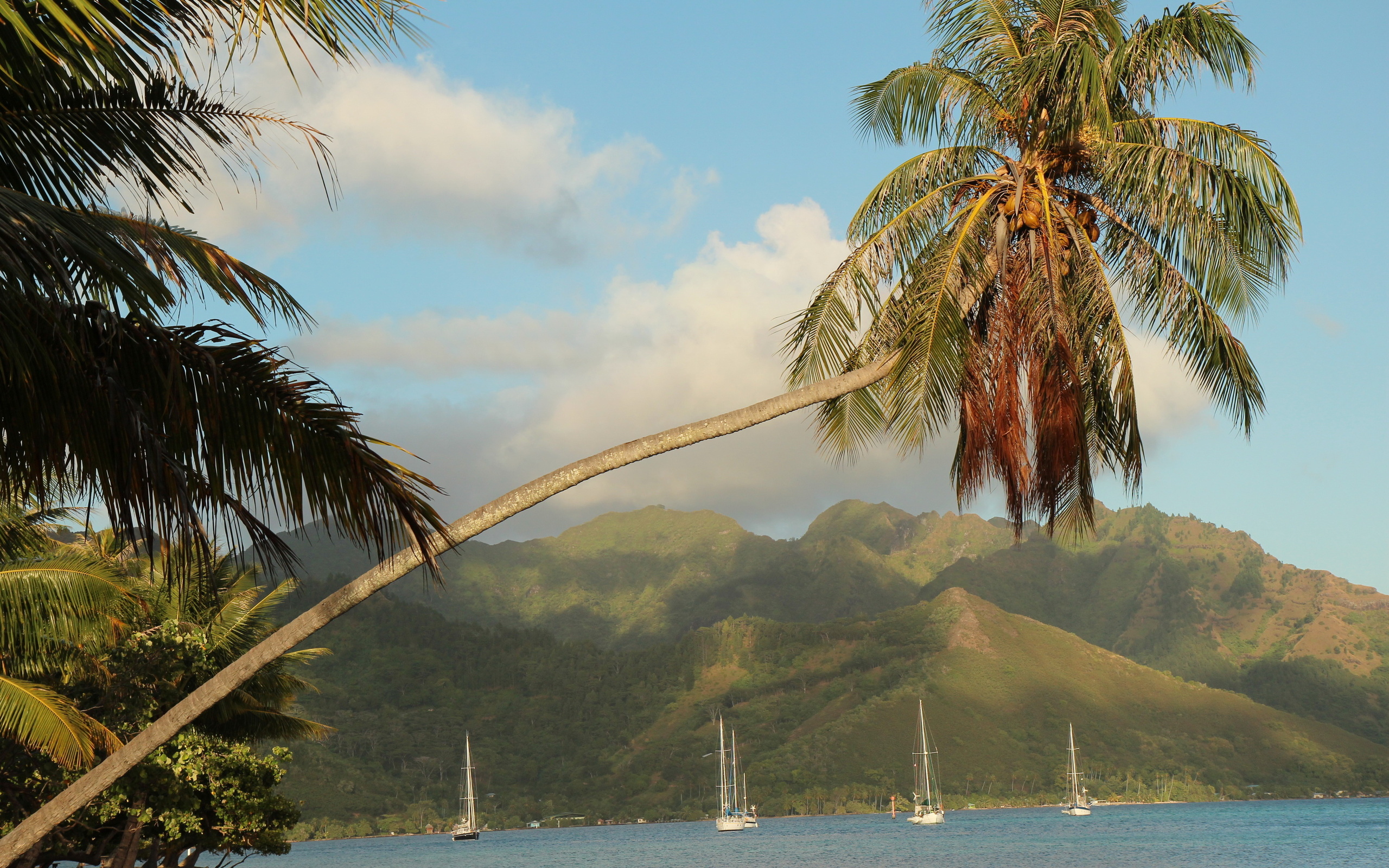 Download Nature Palm Tree HD Wallpaper