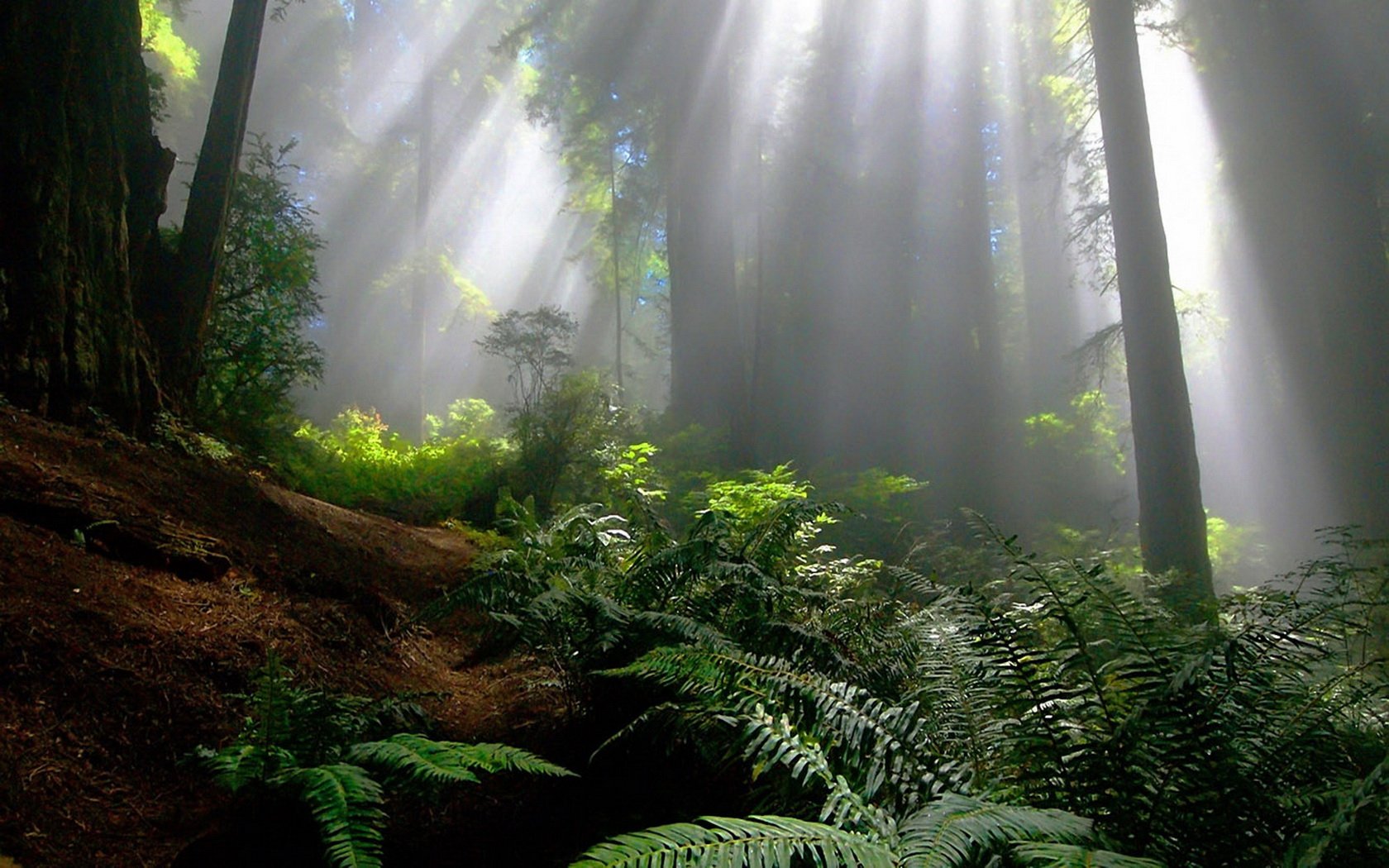Download Nature Forest Wallpaper | 1680x1050 | Wallpaper Abyss