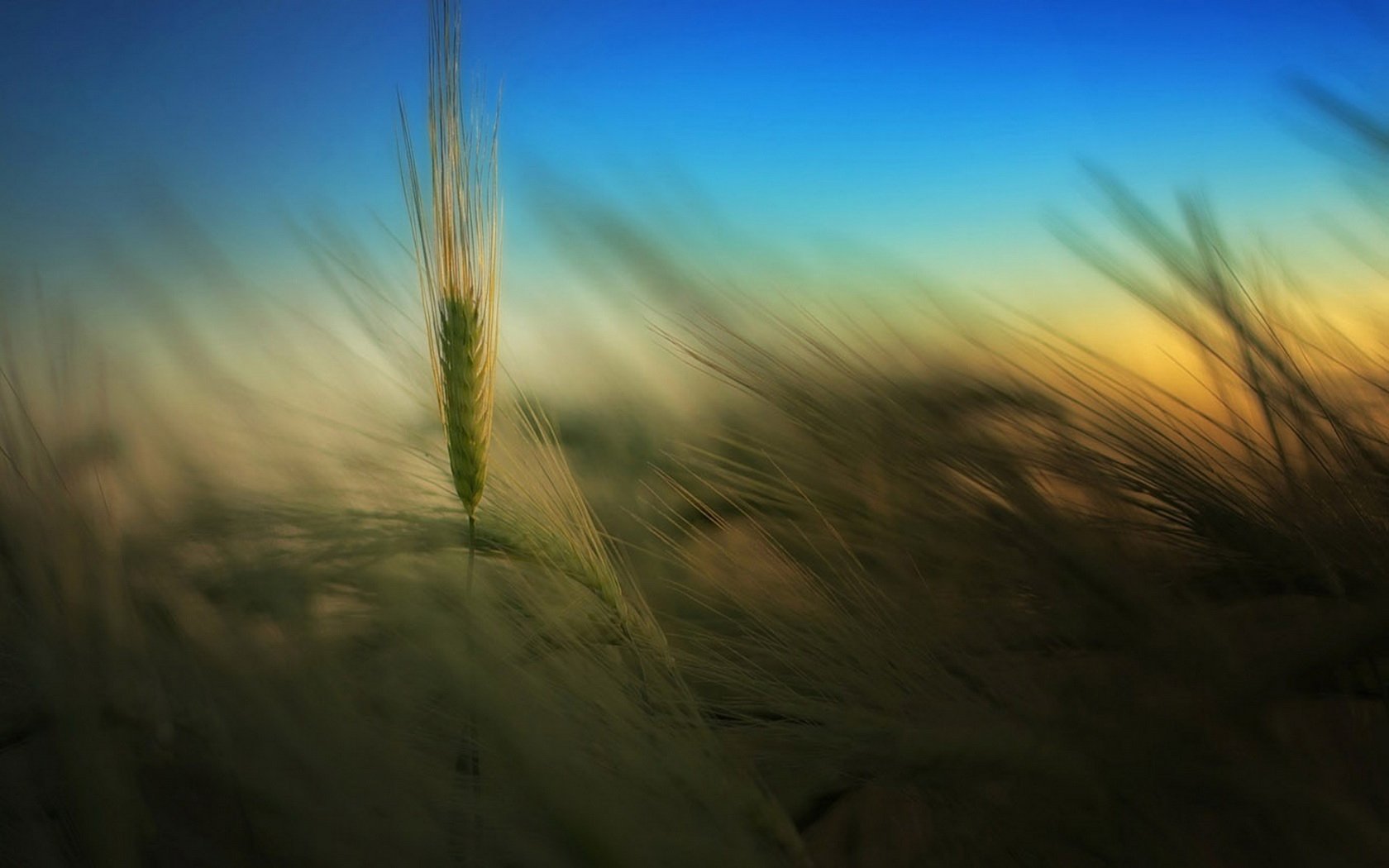 Wheat Up Close Wallpaper