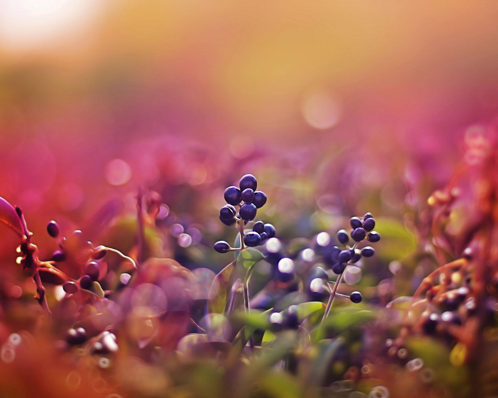 Download Nature Close-up HD Wallpaper